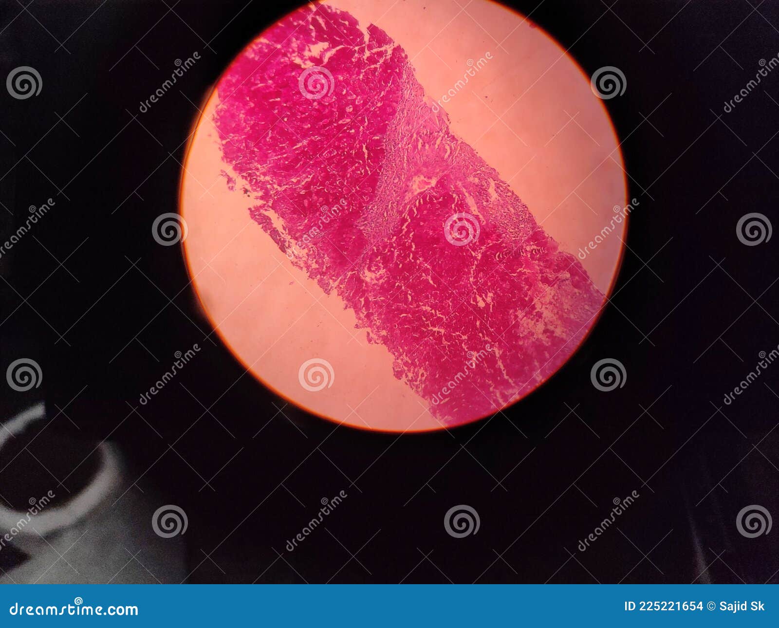 Microscopic Image of a Human Tissue Stain Slide. Histology Stain Stock ...