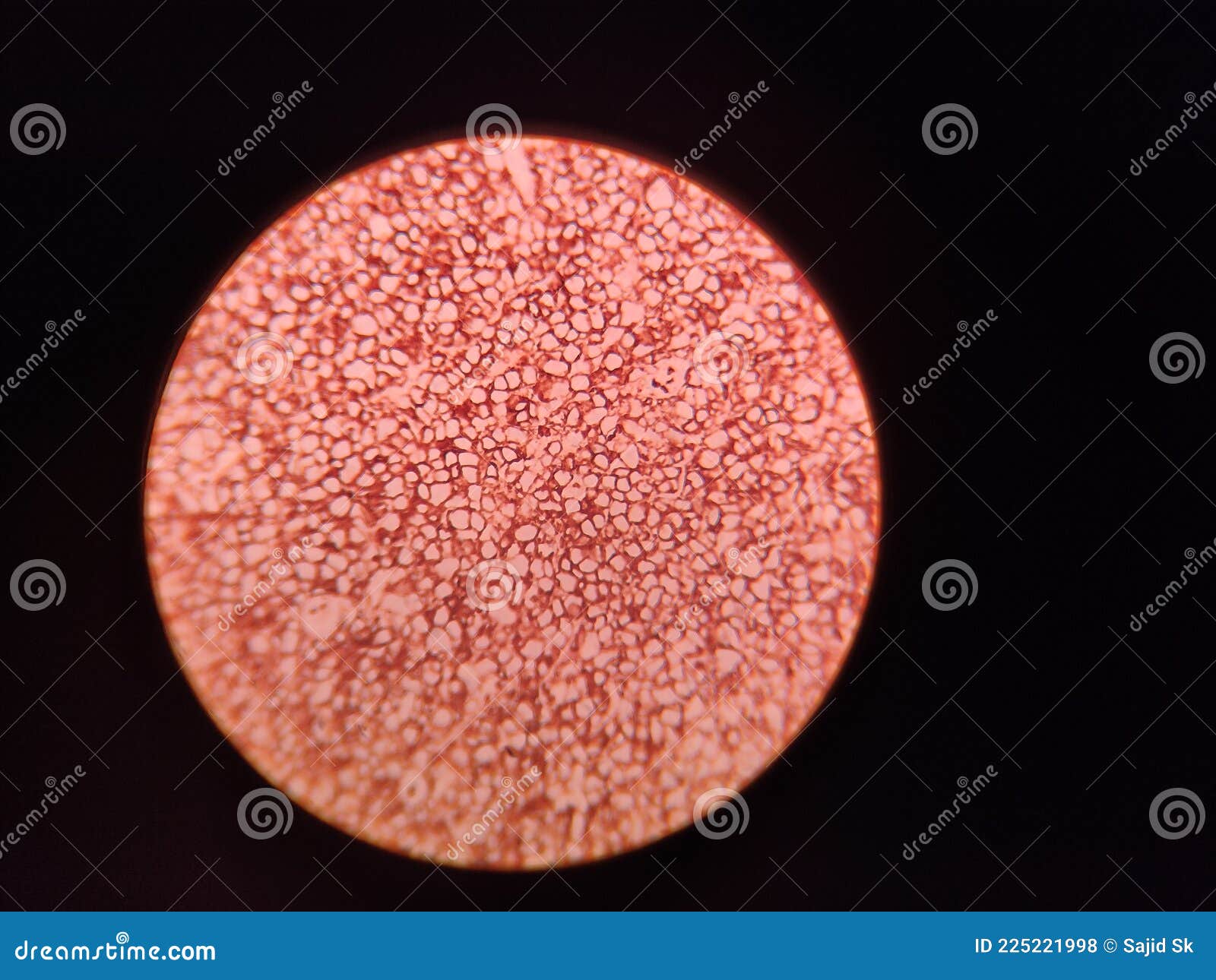 Microscopic Image of a Human Tissue Stain Slide. Histology Stain Stock ...
