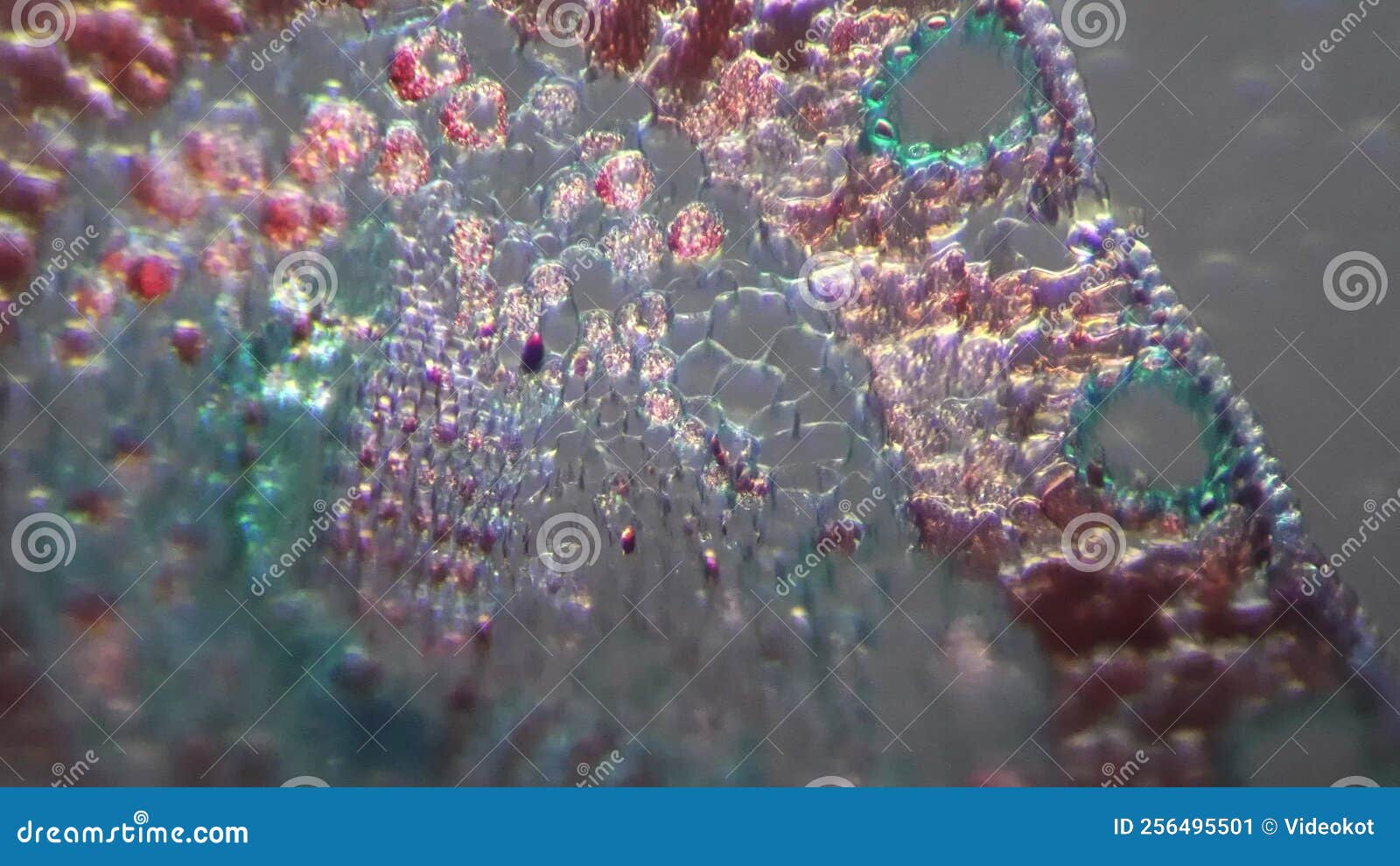 Microscopic Image of Pinus Leaf 200x in Transversal Section Filmed with ...