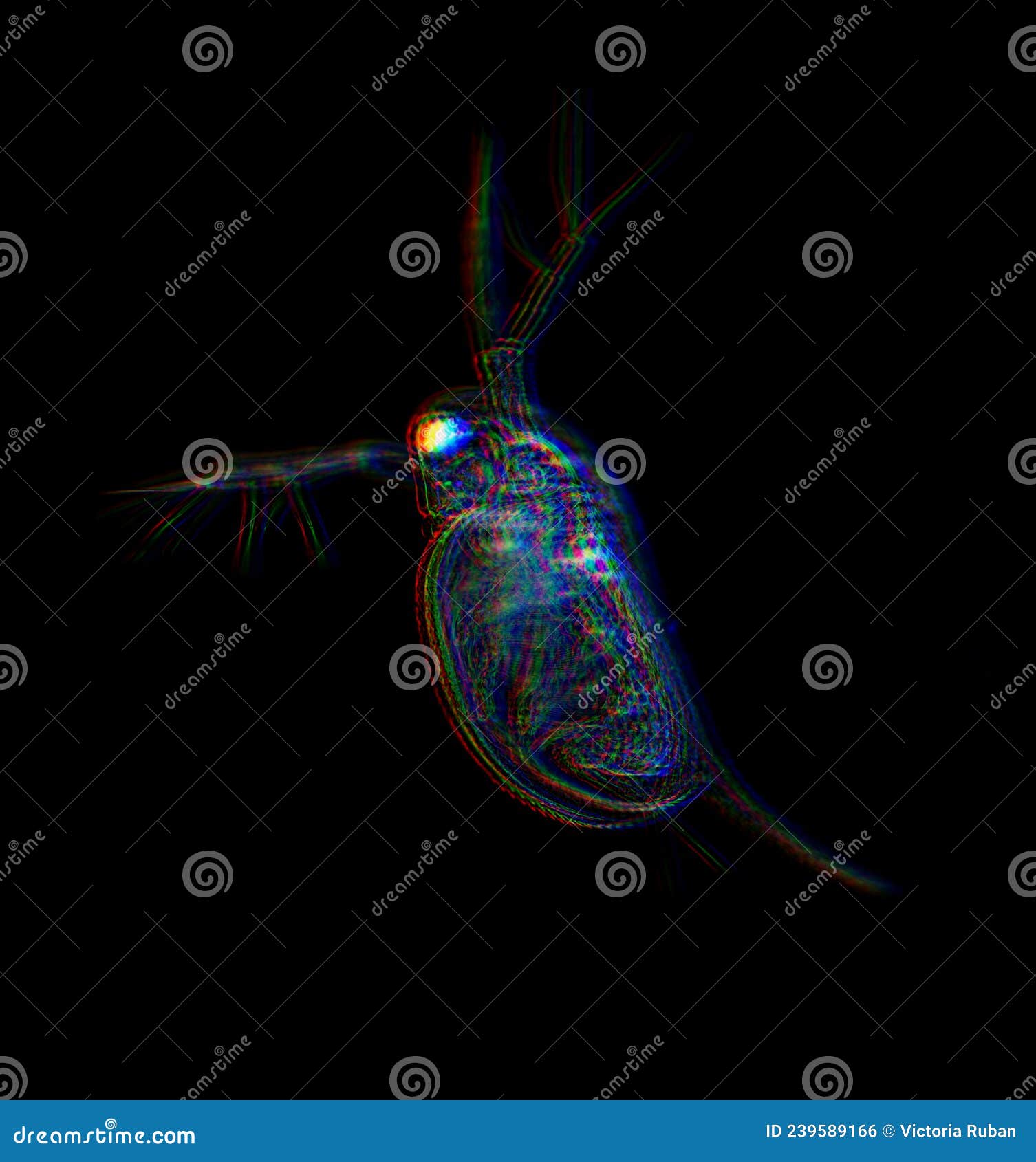 Microscopic Image of Zooplankton Water Flea Daphnia Stock Photo - Image ...