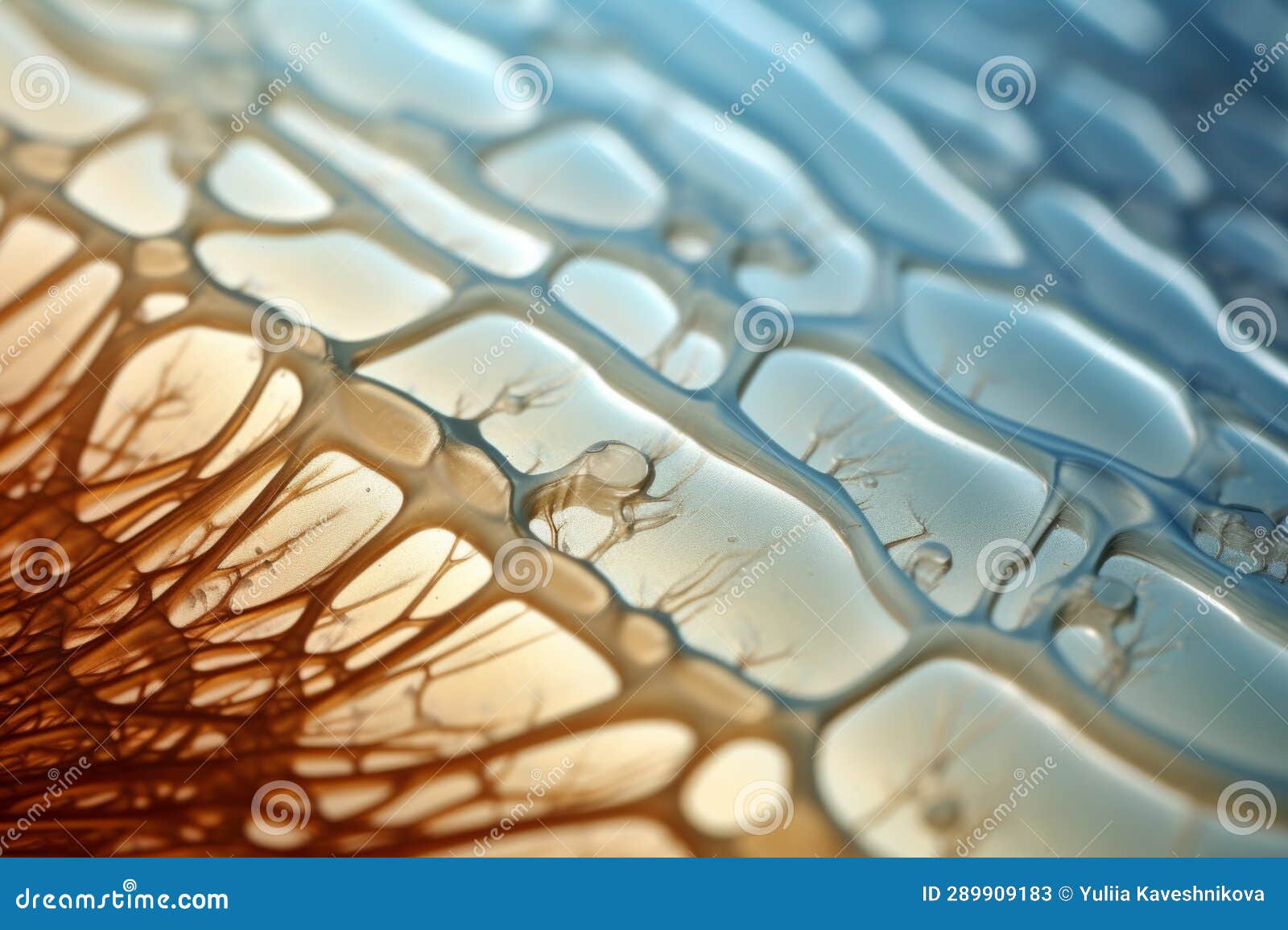 Epithelial Tissue With Bacteria Cells Yeast Cells Stock Image ... Epithelial Tissue With Bacteria Cells Yeast Cells Stock Image ...