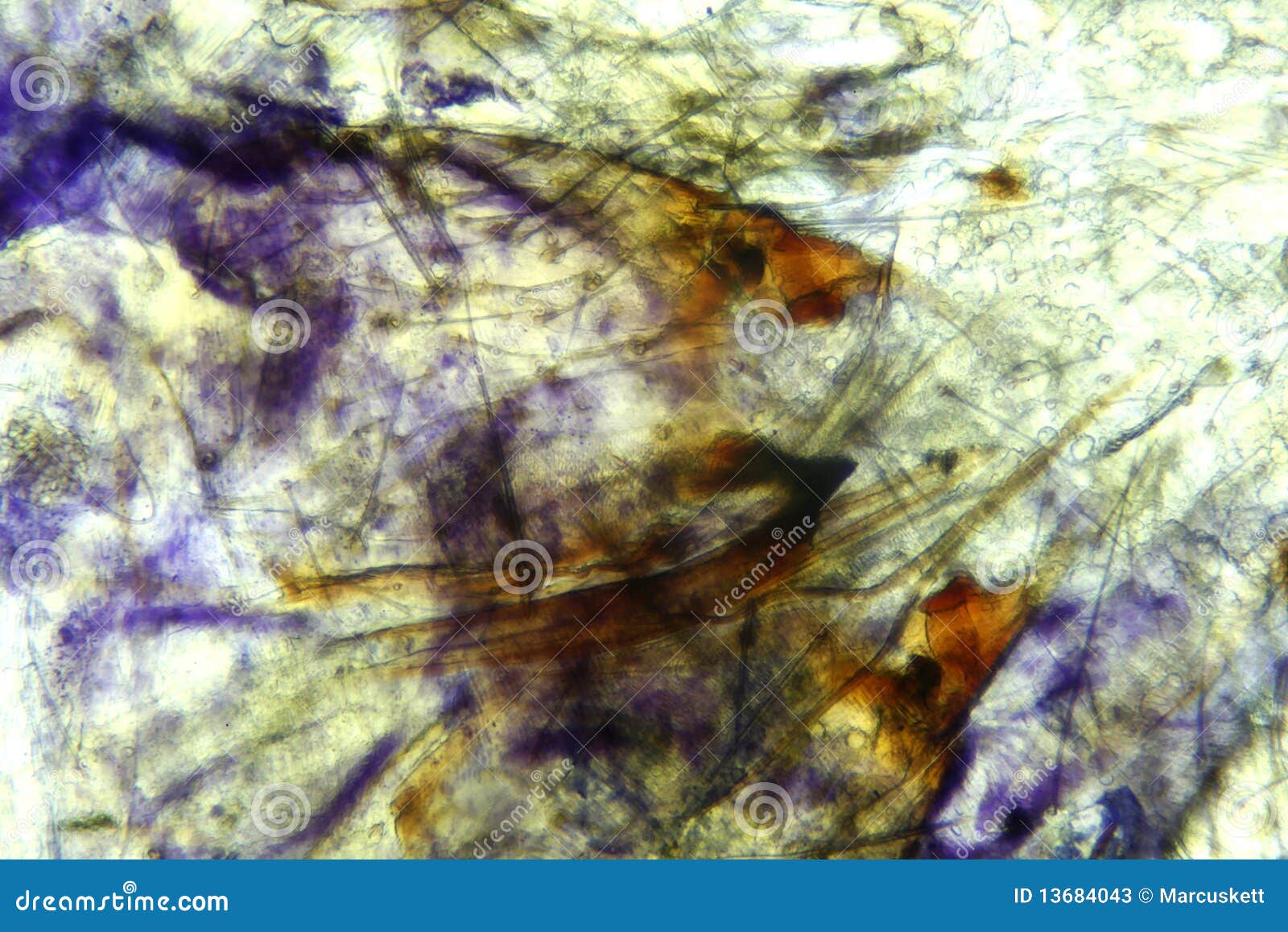 Microscopic Micrograph of Moth Parts Stock Image - Image of acherontia ...