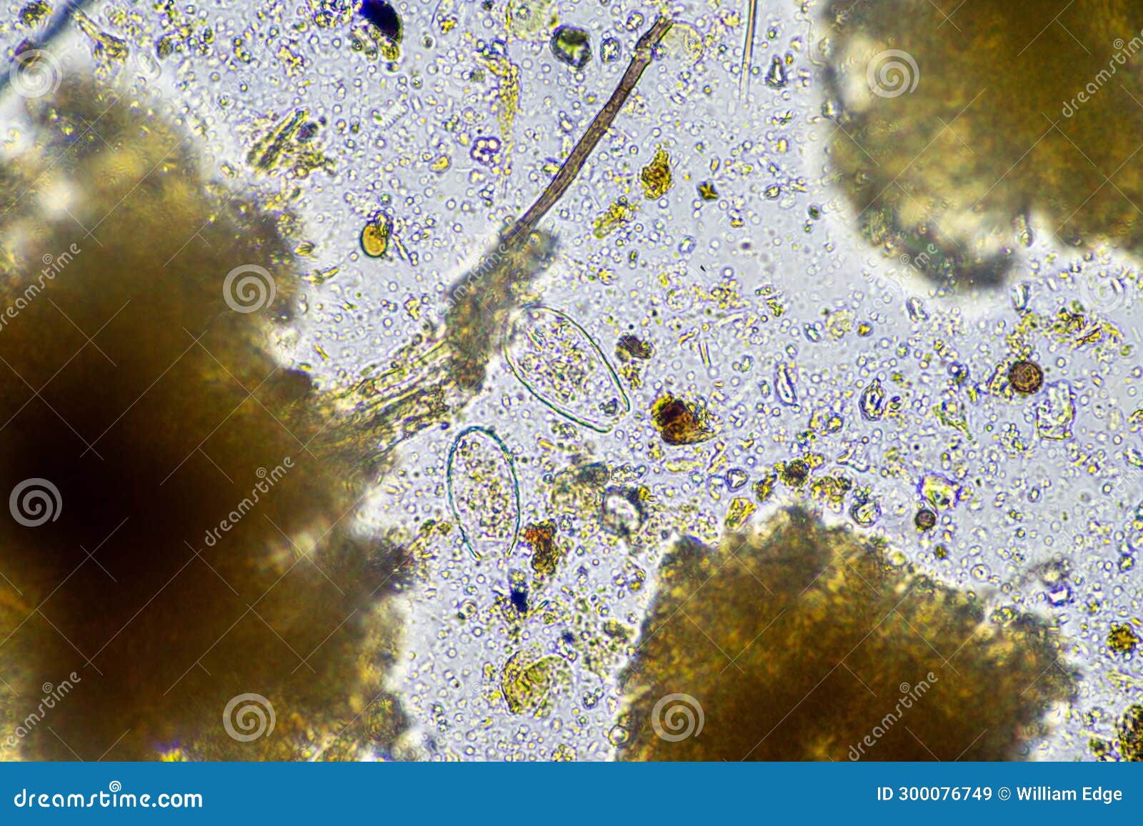 Microorganisms Under A Microscope For Fuel Cell Research Royalty-Free ...