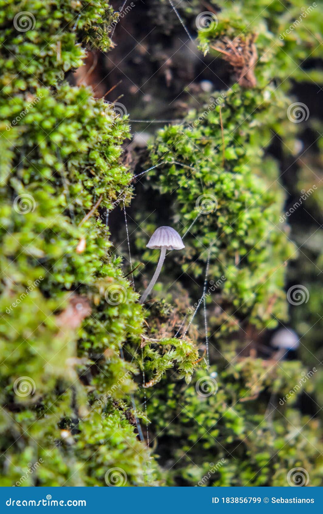 Microscopic Moss Sporophyte Calyptra Of Polytrichum Commune, Common ...