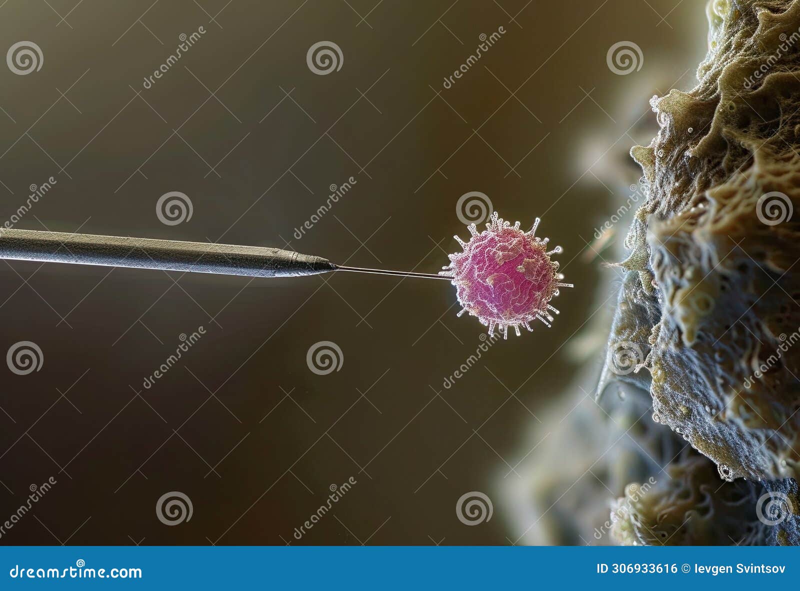 Microscopic Observation Pink Needle Insertion into Cellular Substance ...