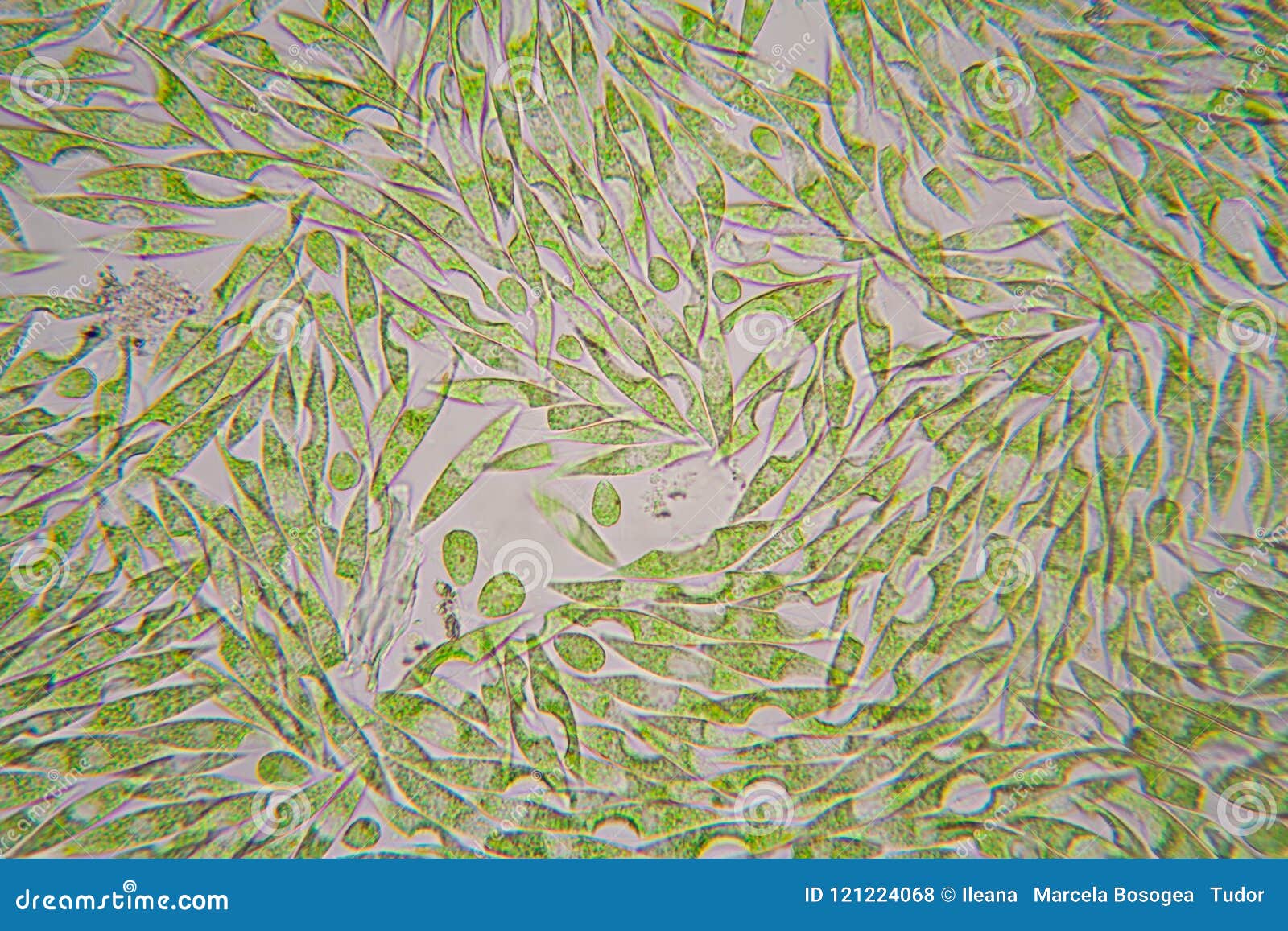 Euglena Cell Under Microscope
