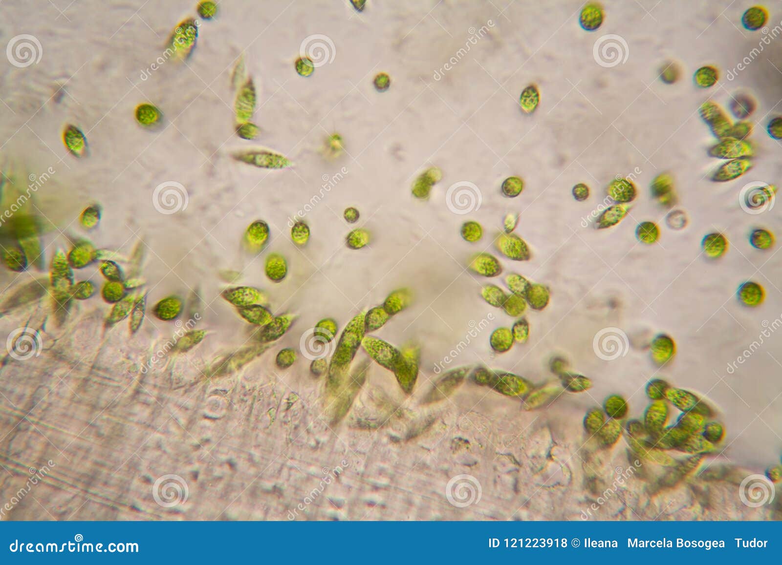 Euglena Cell Microscope
