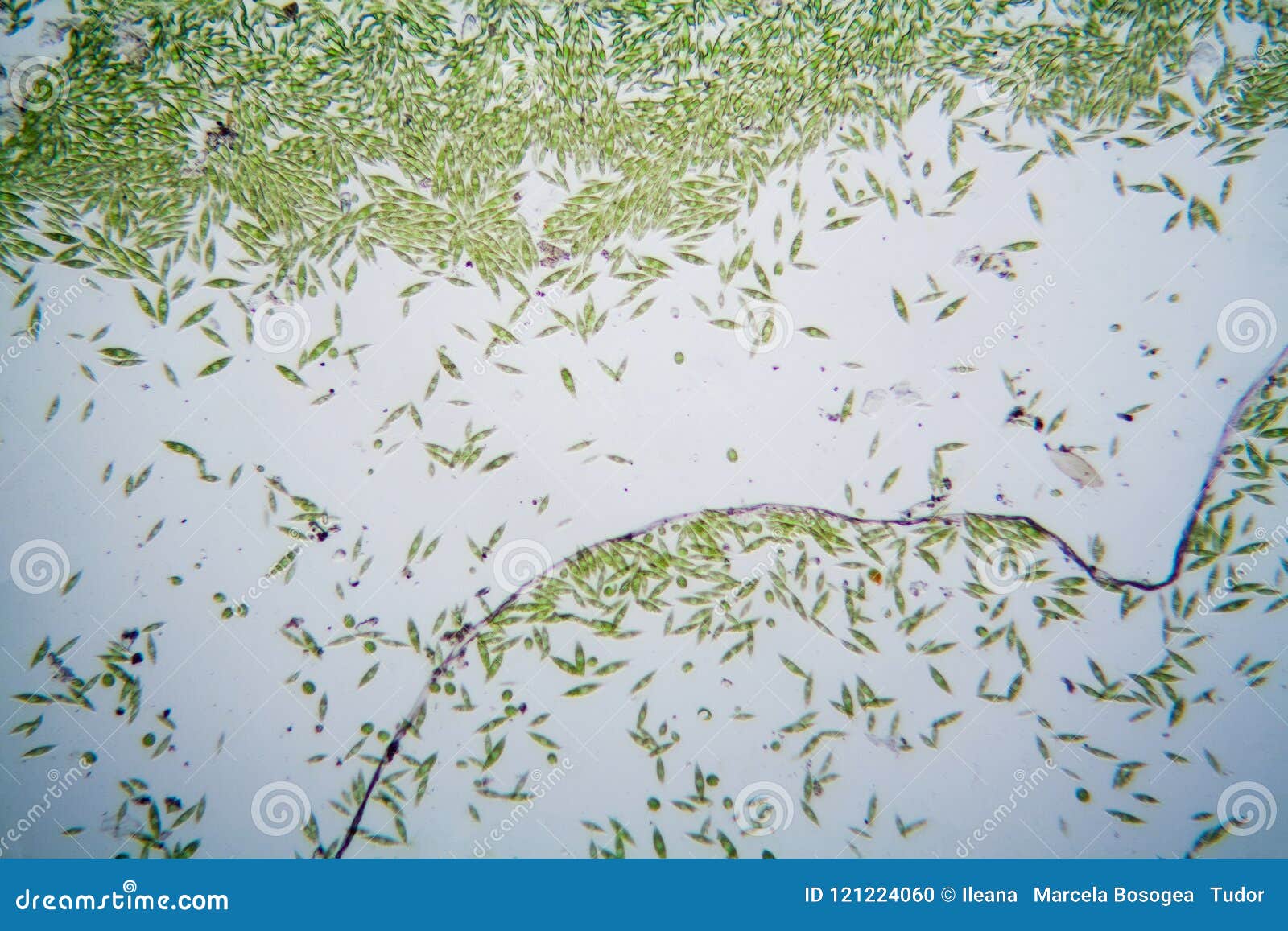 Euglena Gracilis Microscope