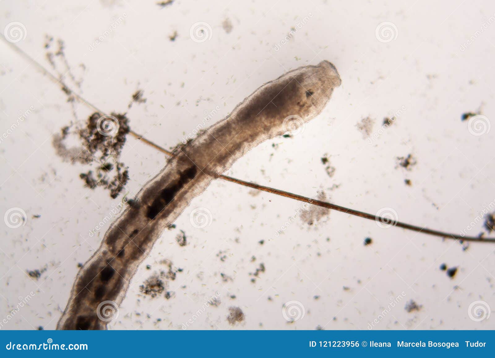 Microscopic Organisms In Water