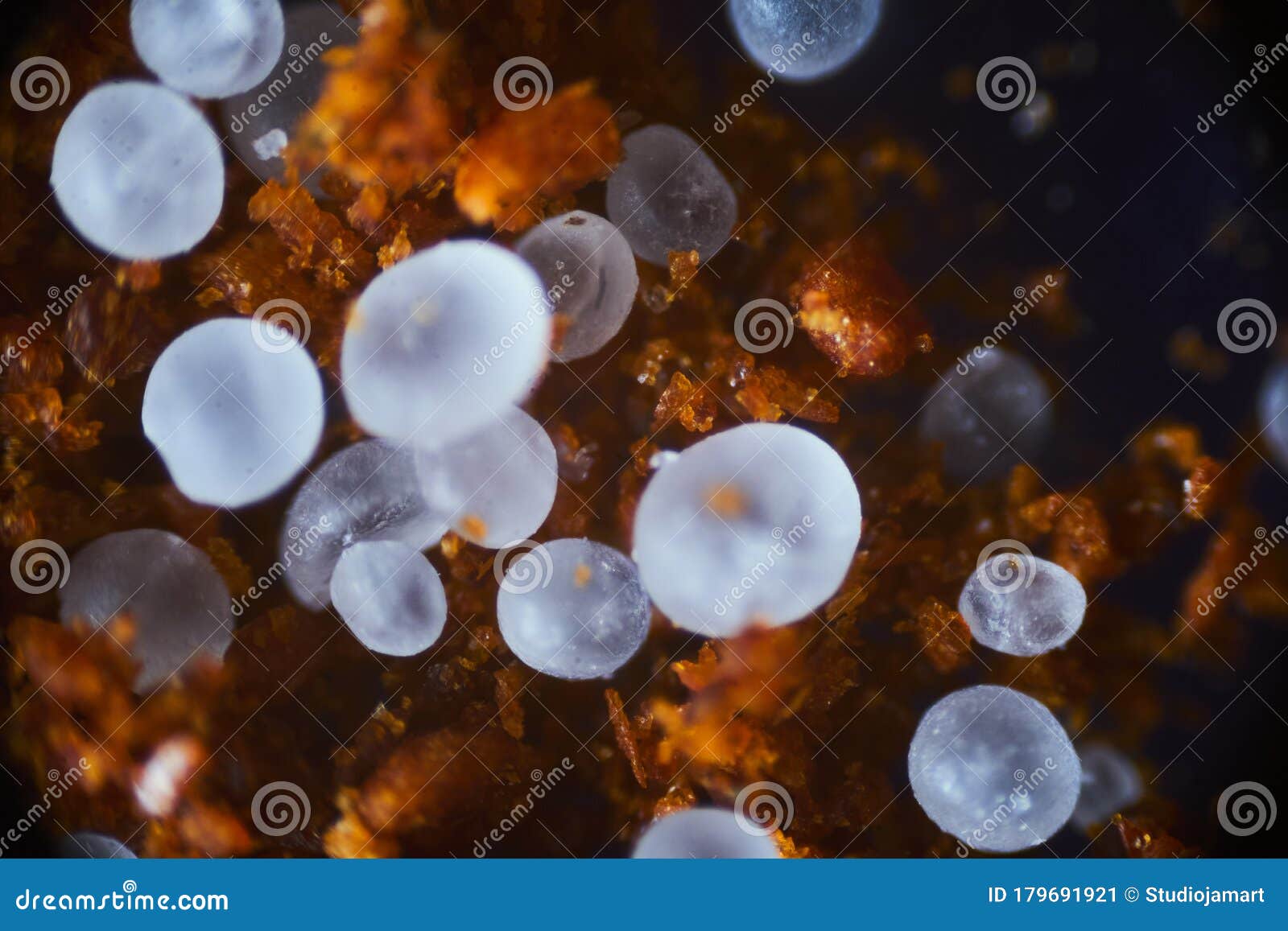 Microscopic Photo of Different Structures Stock Image - Image of ...