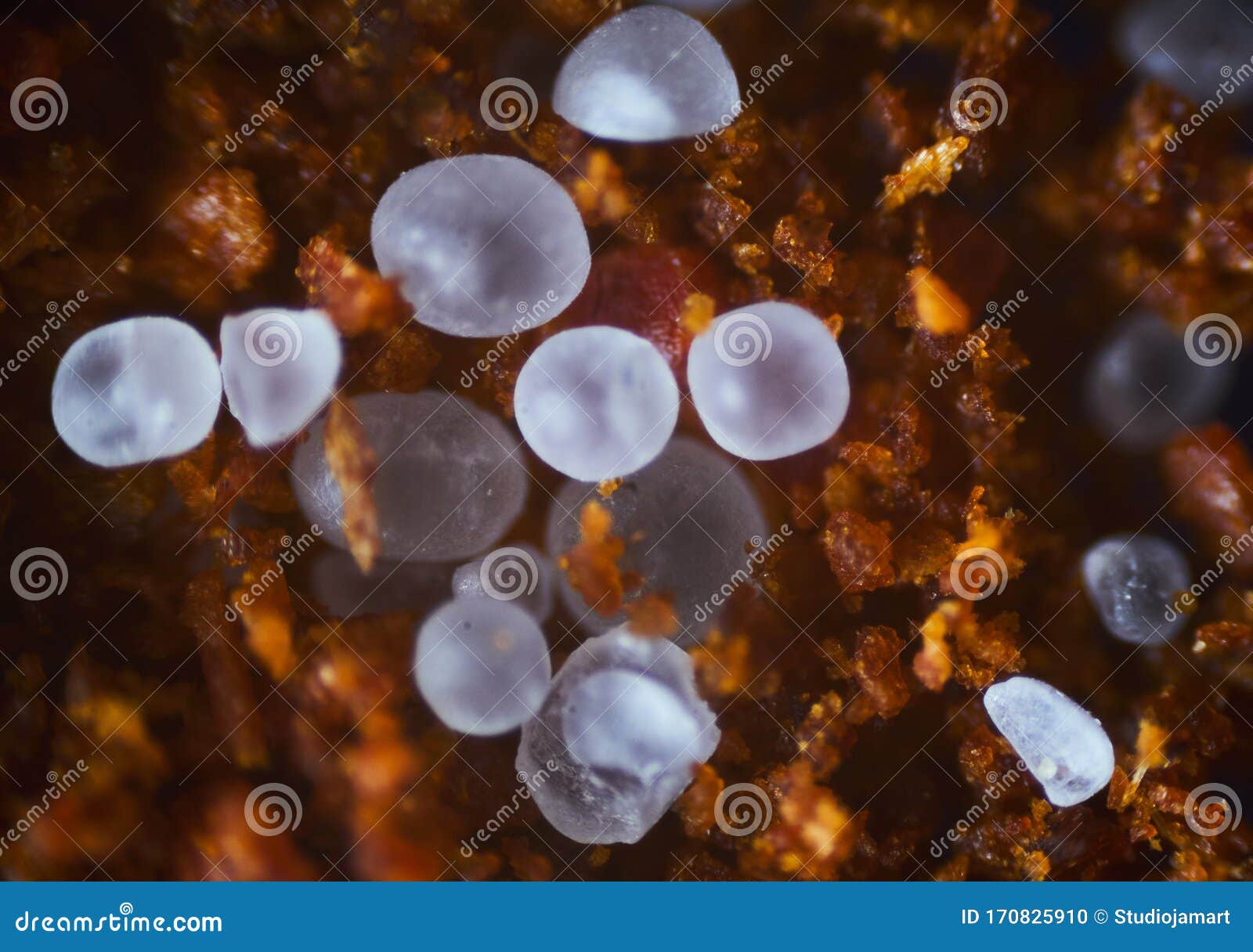 Microscopic photo stock photo. Image of nucleus, microscopic - 170825910