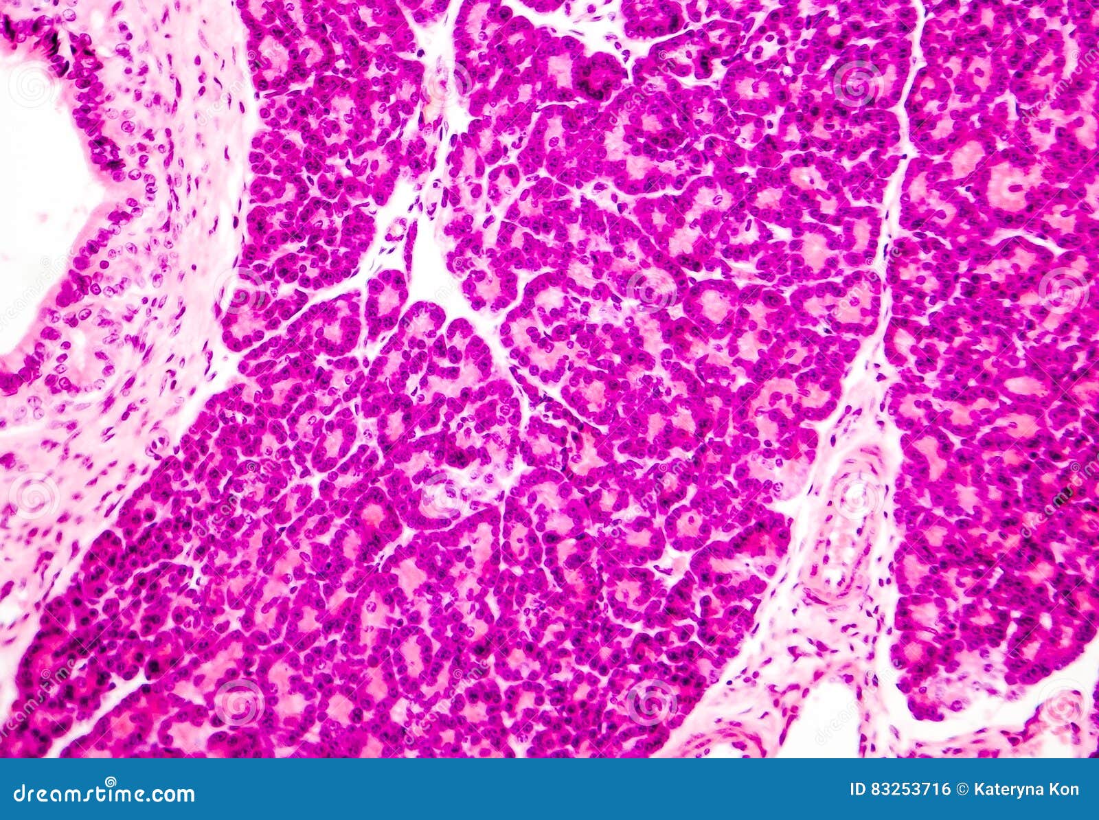 Microscopic Photo Showing Pancreatic Tissue Stock Photography ...