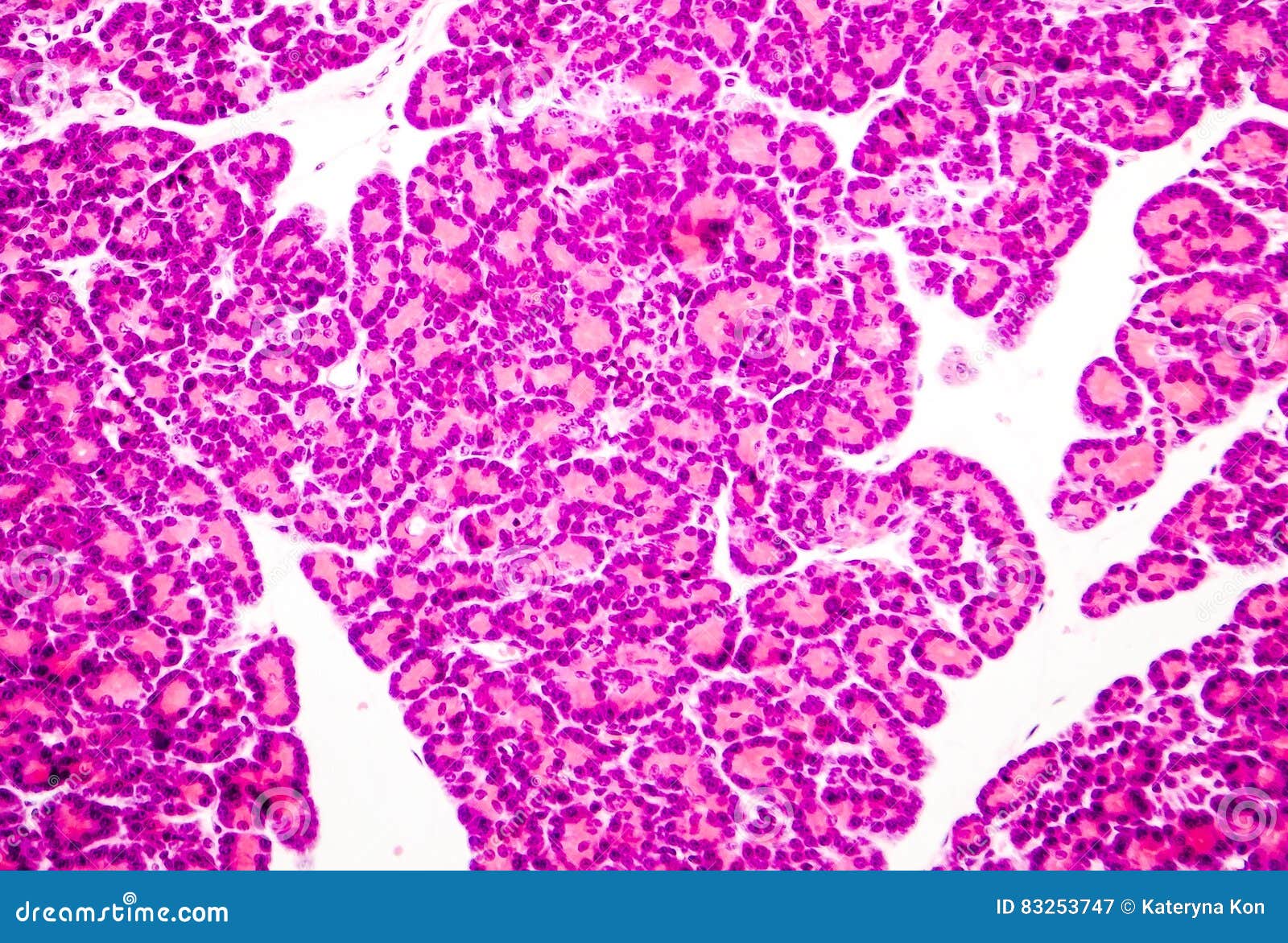 Microscopic Photo Showing Pancreatic Tissue Stock Image - Image of ...