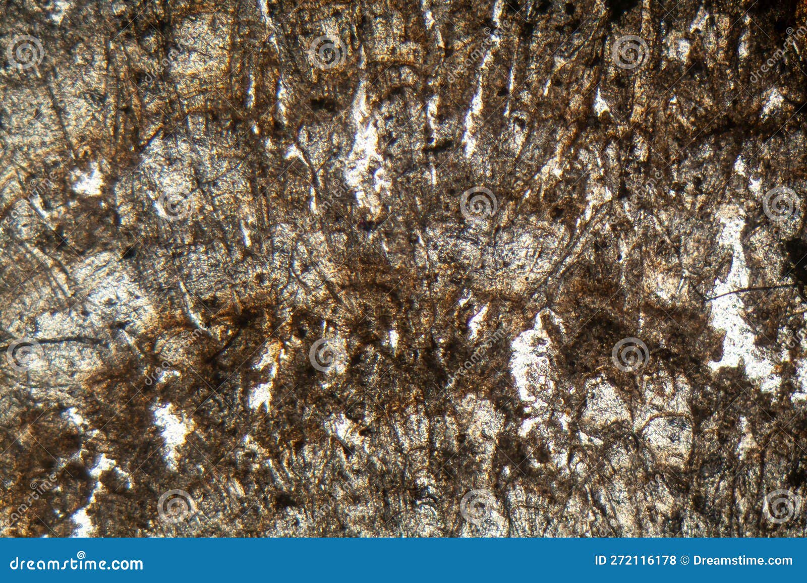 Microscopic Photo of a Thin Section of Calcareous Tufa Stock Photo ...