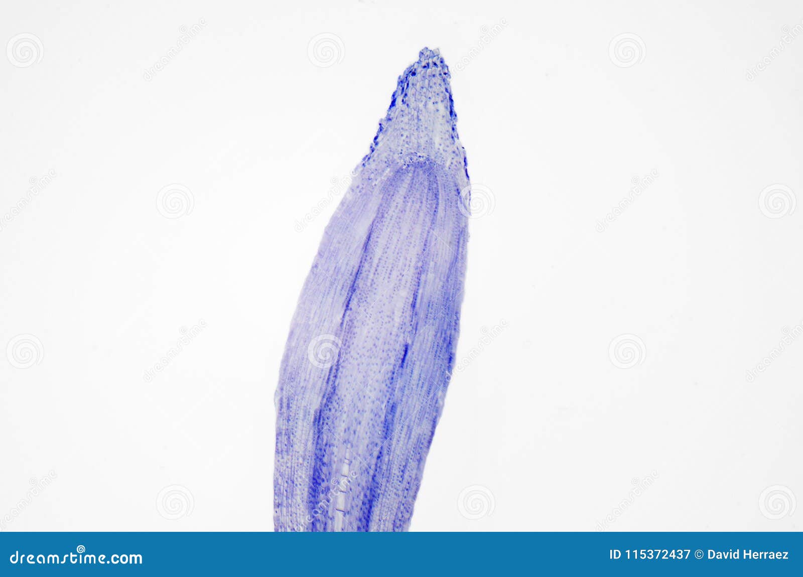 Microscopic Photography. Root Tip of Plant, Longitudinal Section Stock ...