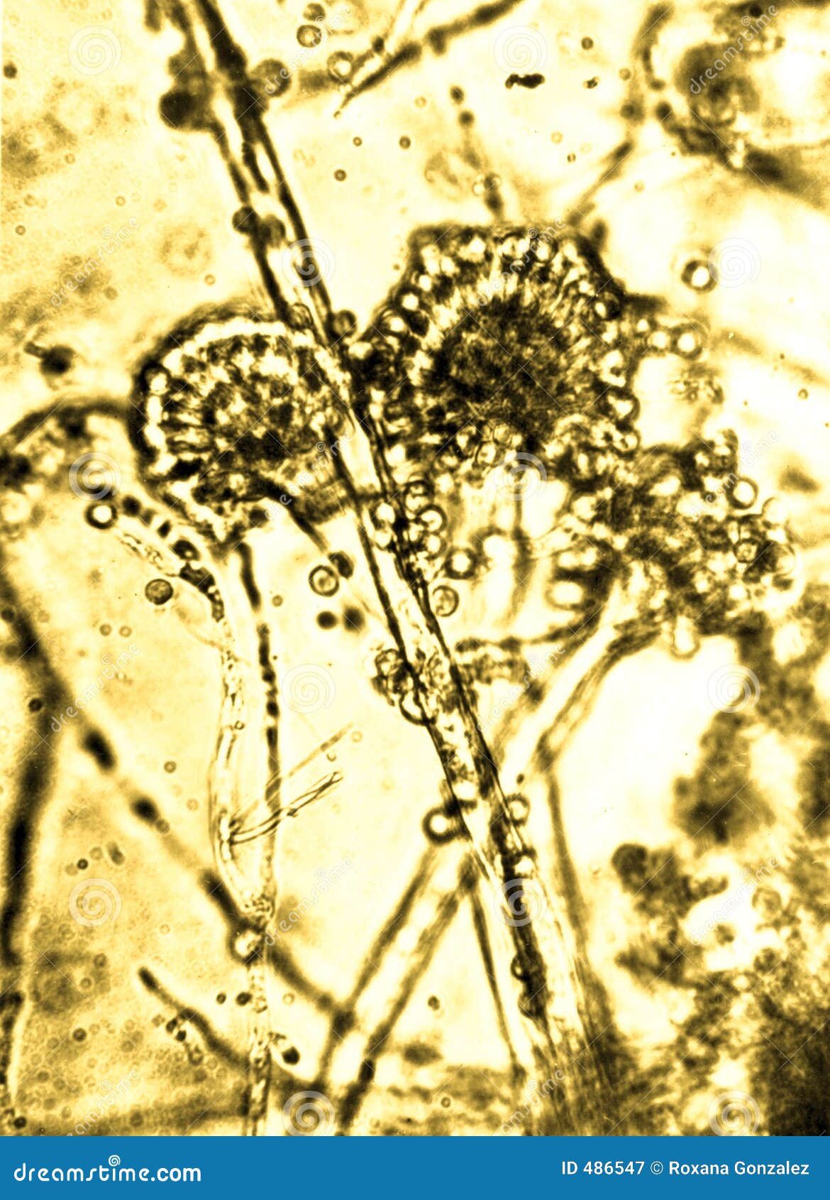 Microscopic picture stock image. Image of ruin, background - 486547