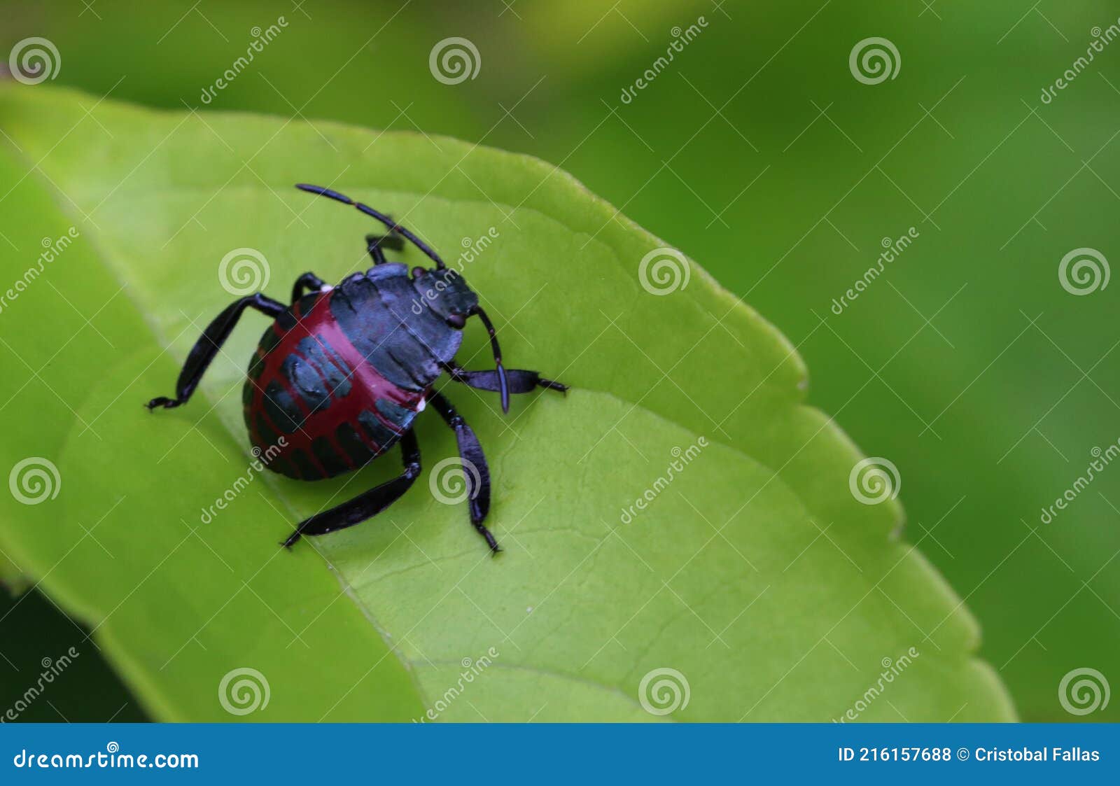 Microscopic Algae Star Duckweed Or Lemna Trisulca Or Staurogeton ...