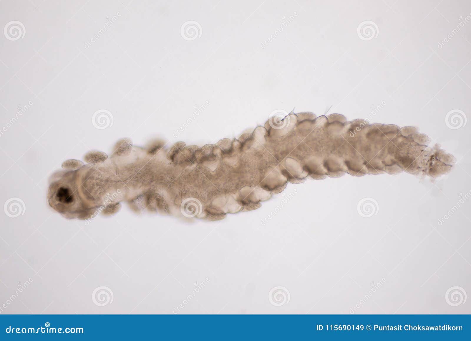 Worm Under Microscope Real
