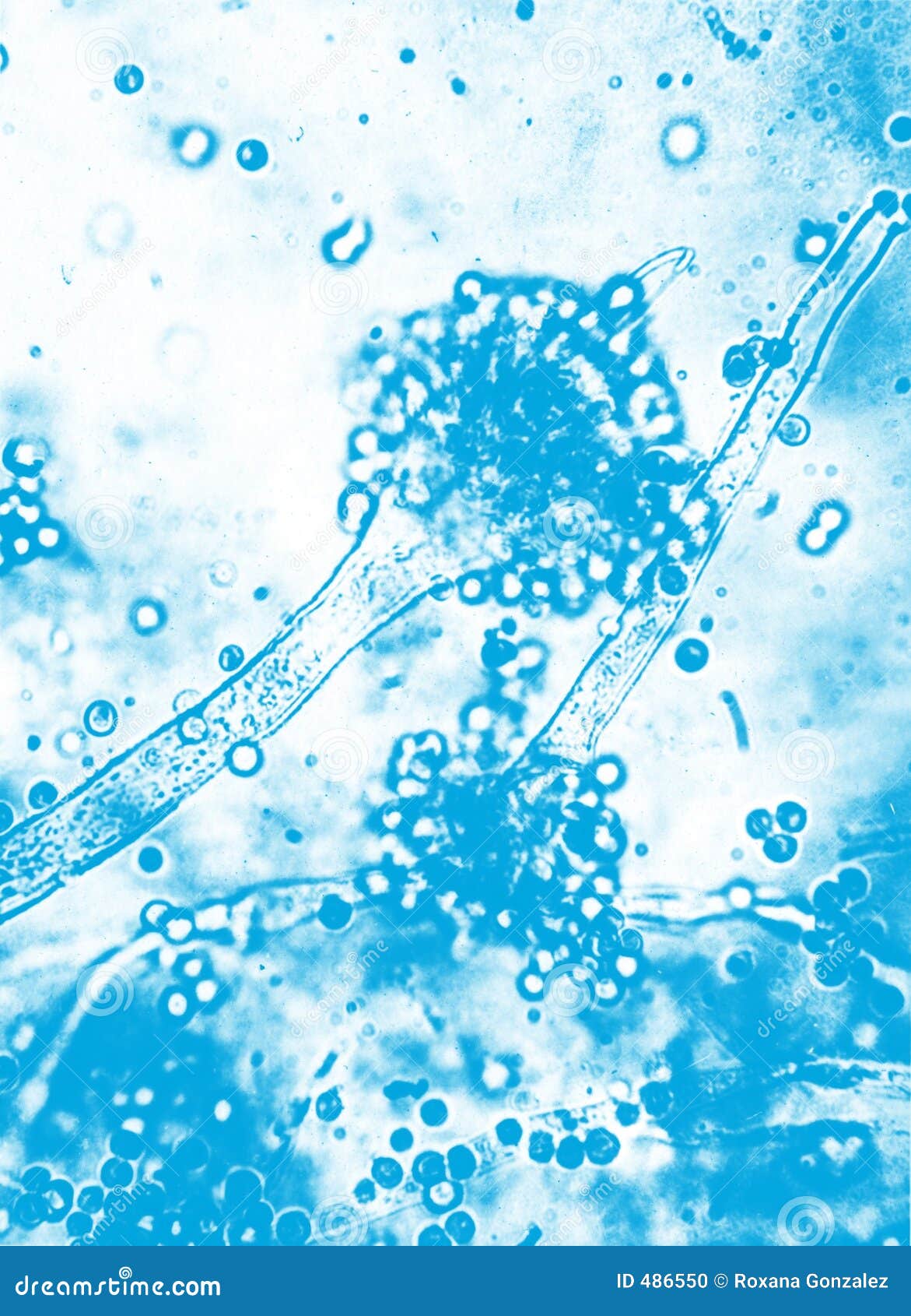 Microscopic sample stock photo. Image of dream, dreamy - 486550