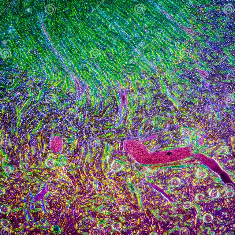 Microscopic Section of Human Kidney Stock Photo - Image of human ...