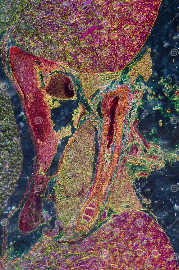 Microscopic Section of Human Kidney Stock Photo - Image of green, cells ...