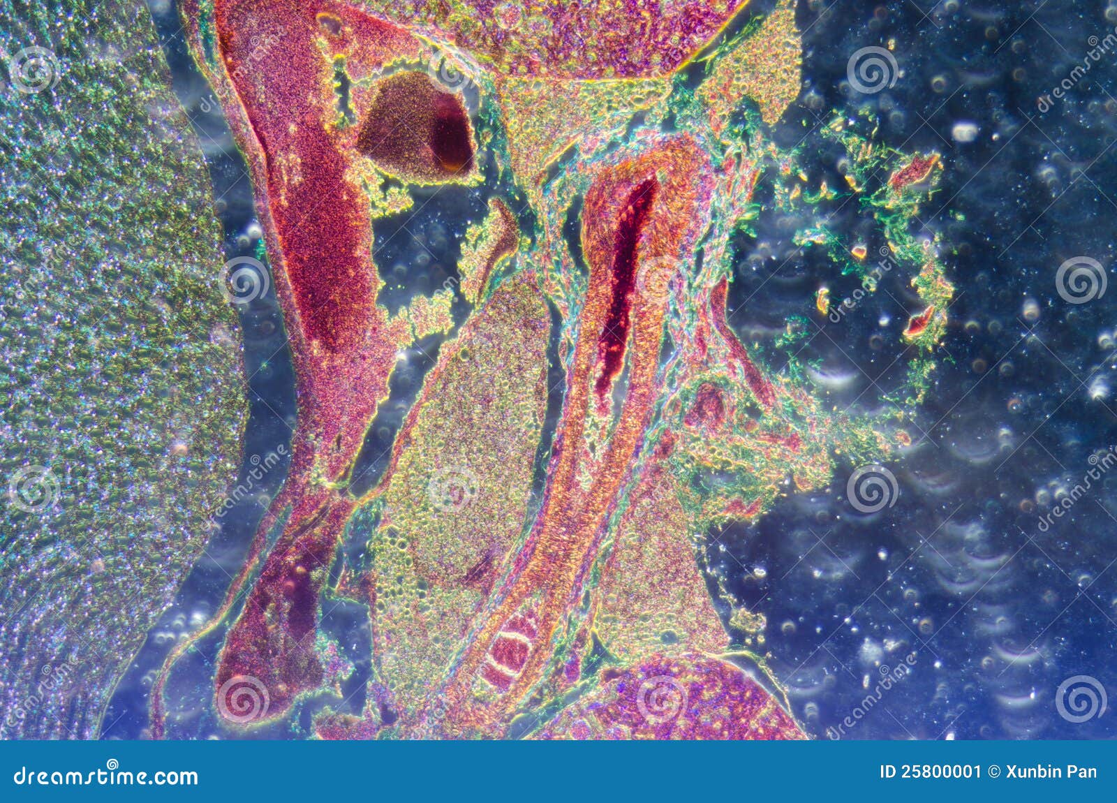 Microscopic Section of Human Kidney Stock Image - Image of anatomical ...