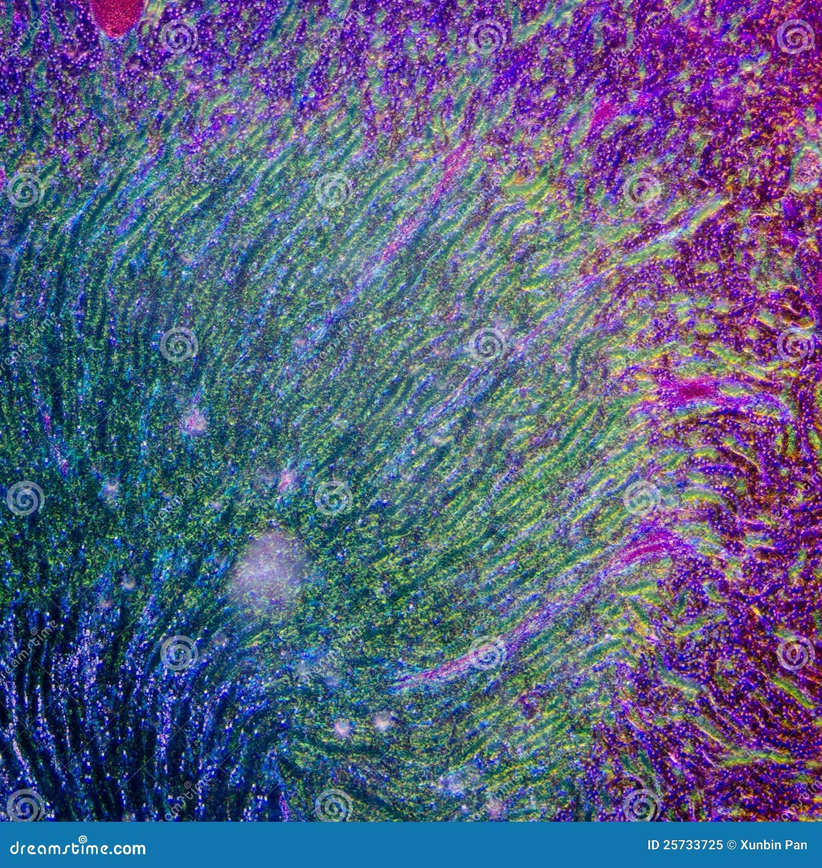 Microscopic Section of Kidney Stock Image - Image of cells, histology ...