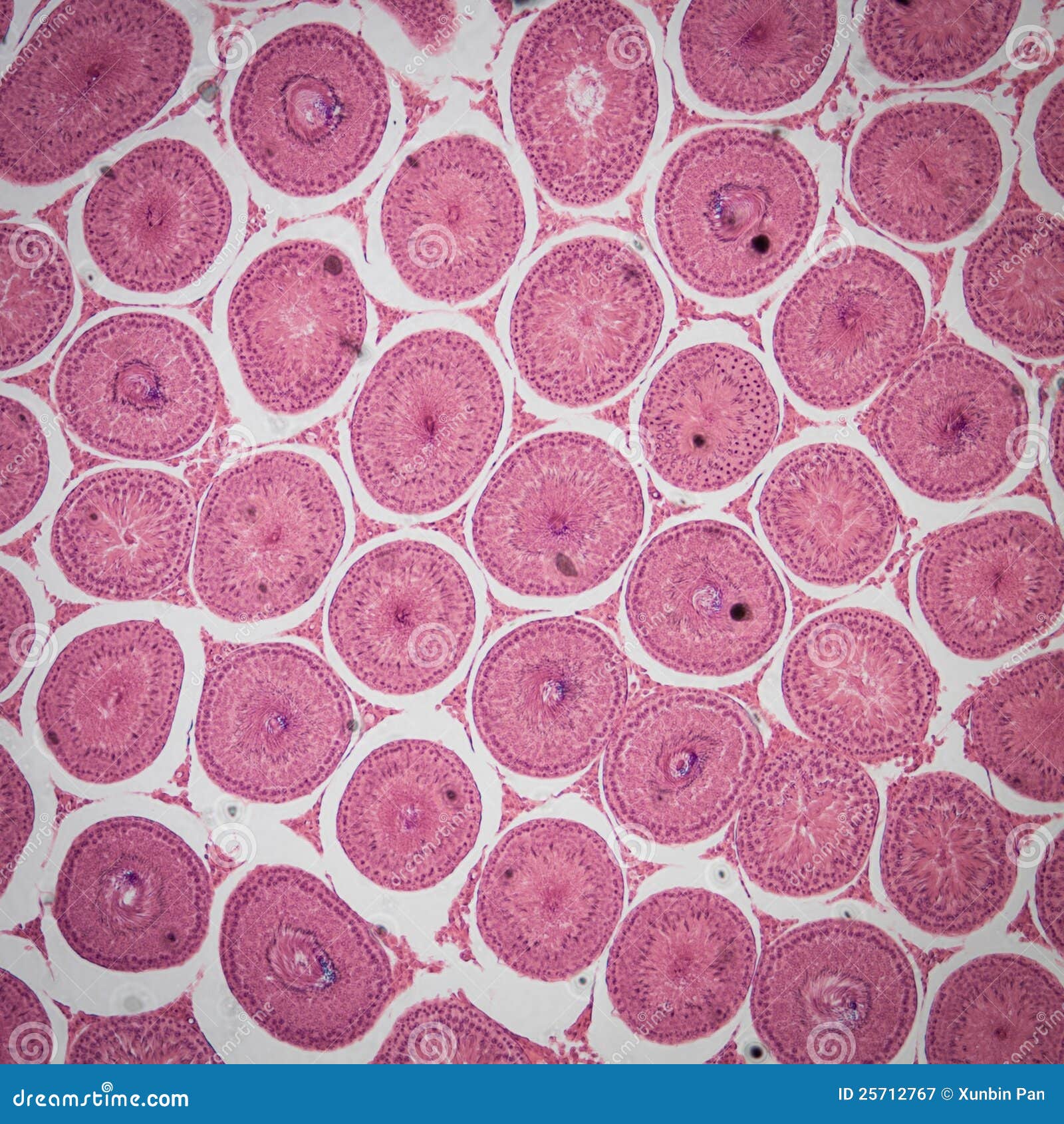 Microscopic Section Of Testis T.S Royalty Free Stock Photography ...