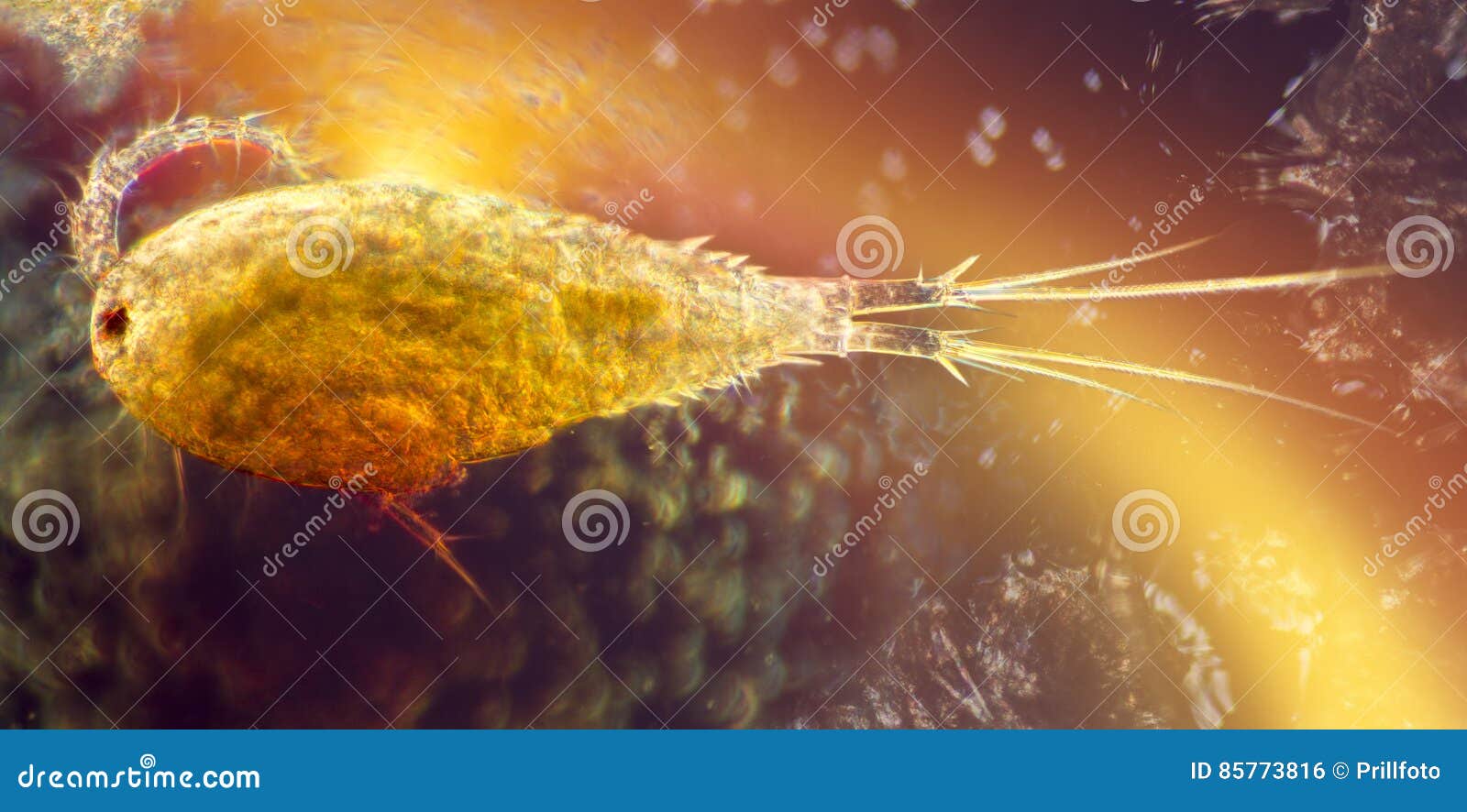 Microscopic Shot of a Cupepod Stock Photo - Image of exoskeleton ...