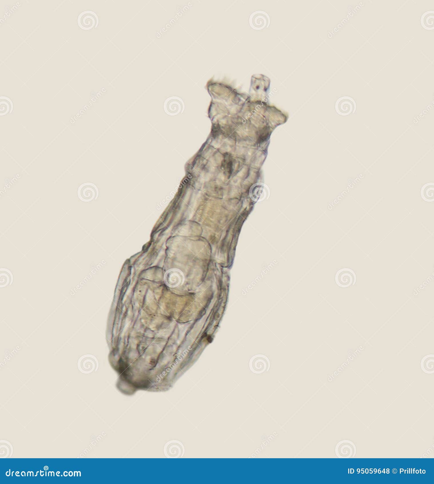 Microscopic Shot of a Rotifer Stock Photo - Image of full, animal: 95059648