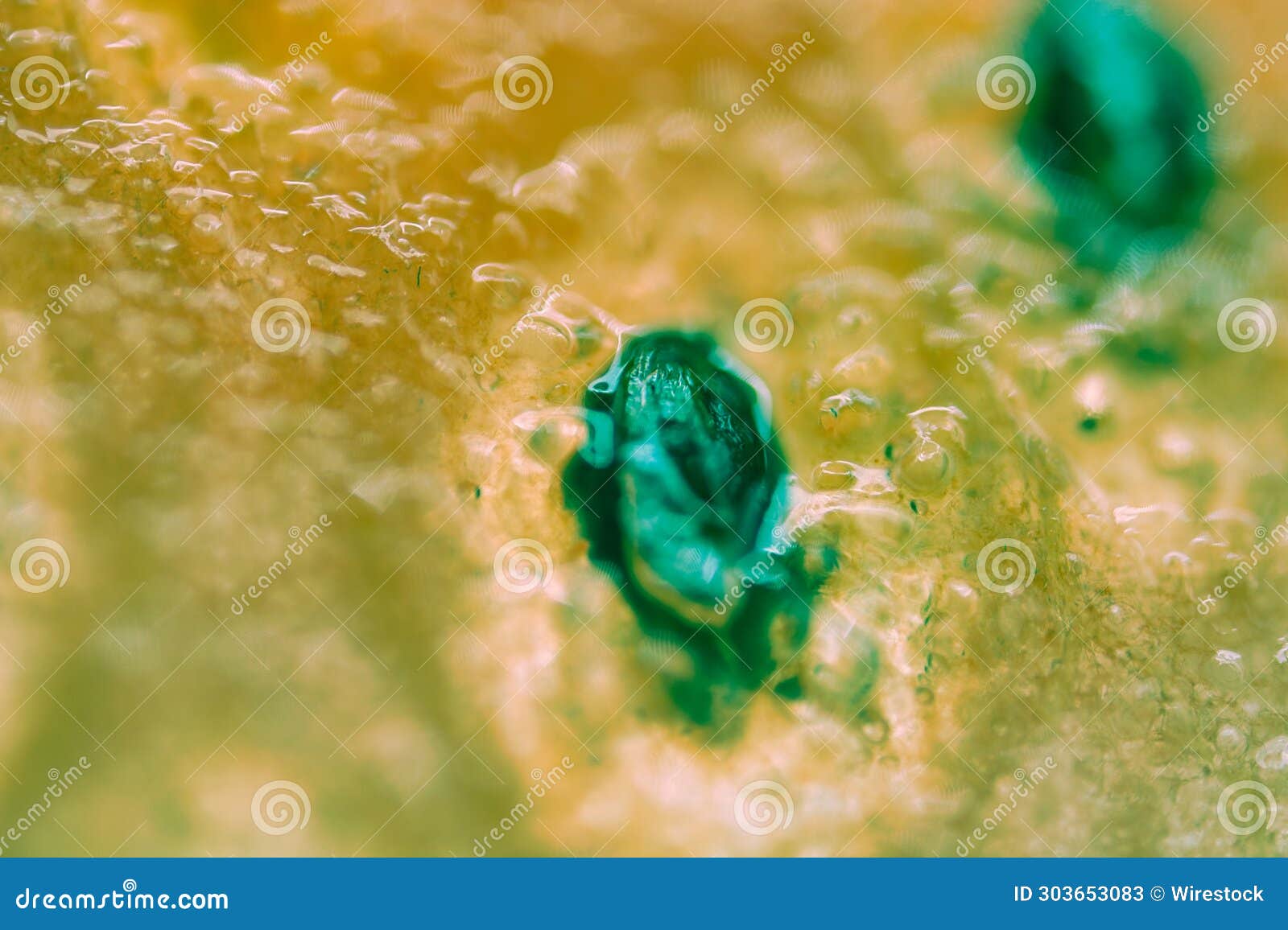 Microscopic Shot of Seed in Watermelon As an Abstract Background Stock ...