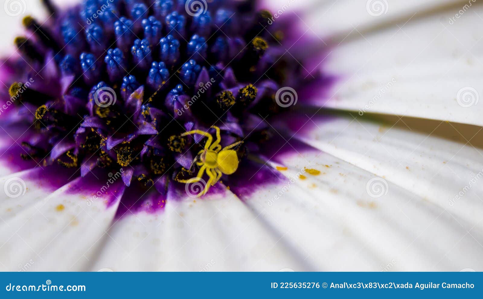 Microscopic spider stock photo. Image of colorful, close - 225635276
