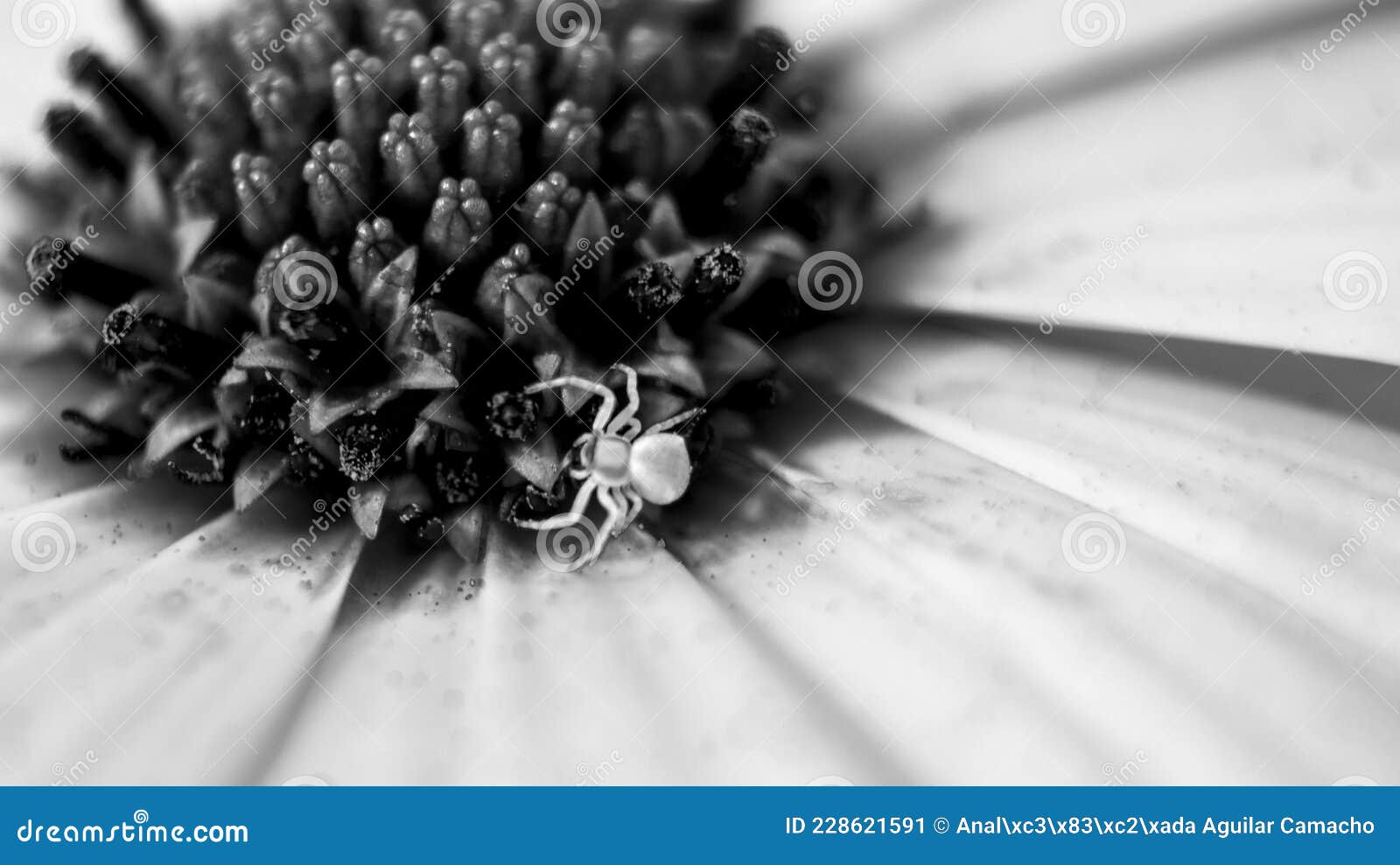 Microscopic spider stock image. Image of close, colorful - 228621591