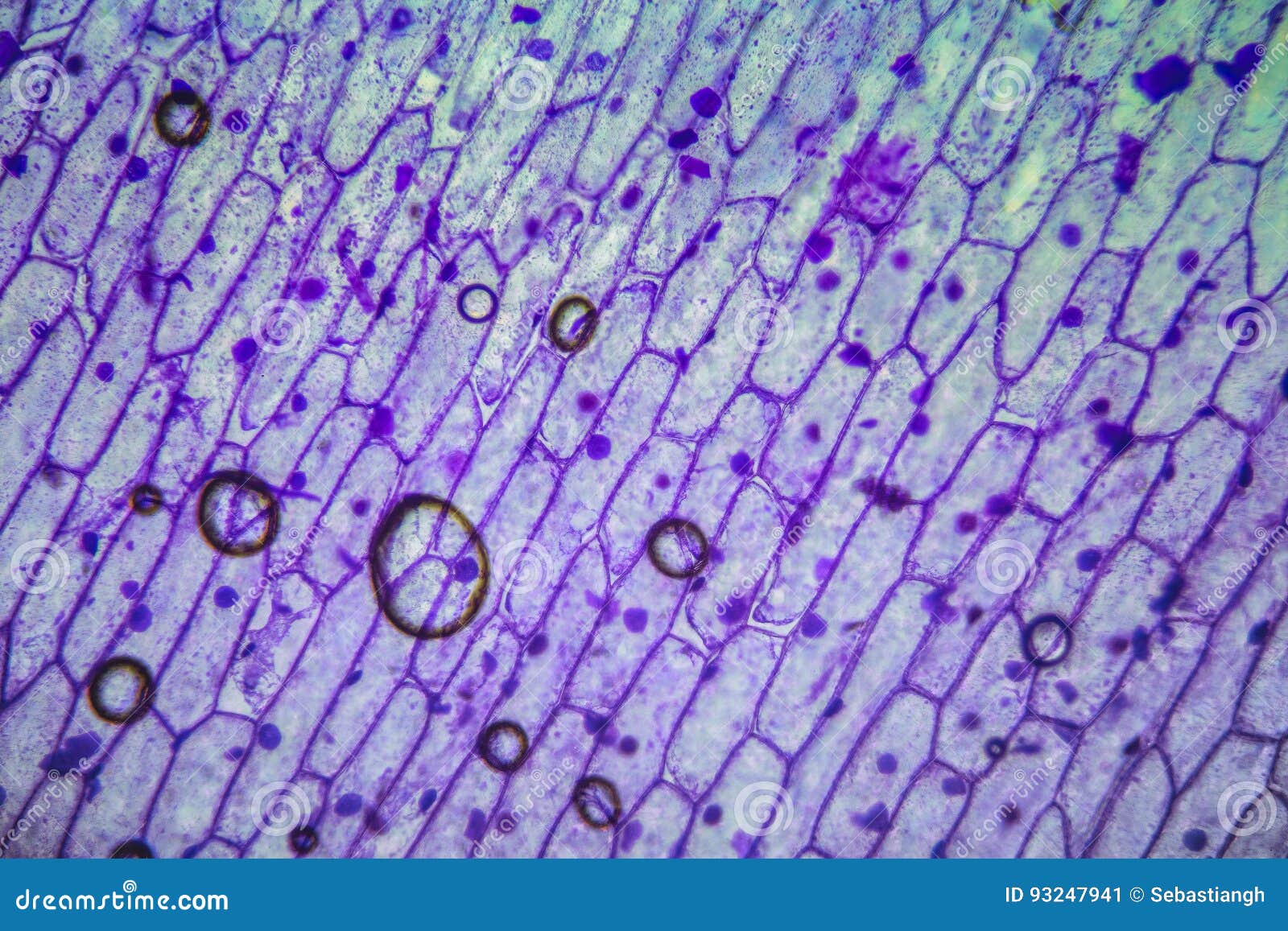 Microscopic Texture, Background, Pattern Stock Image - Image of macro ...