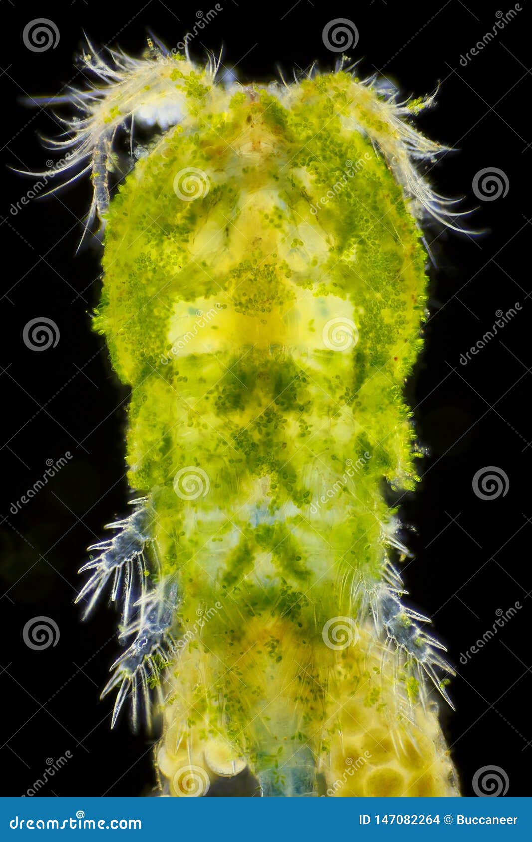 Microscopic View of Algae Covered Freshwater Copepod Cyclops Stock ...