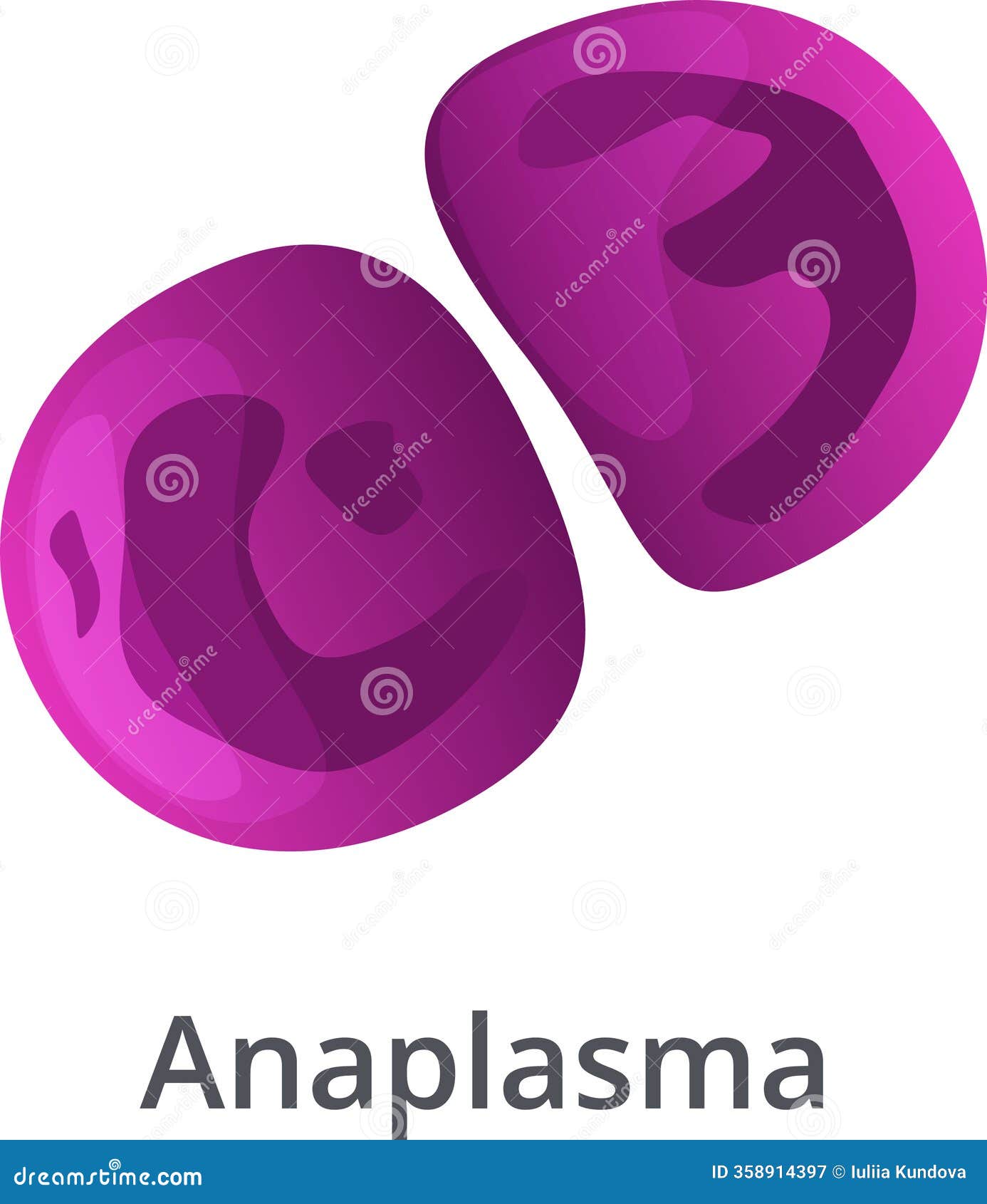 Microscopic View Of Anaplasma Phagocytophilum, A Bacterium Invading Red ...