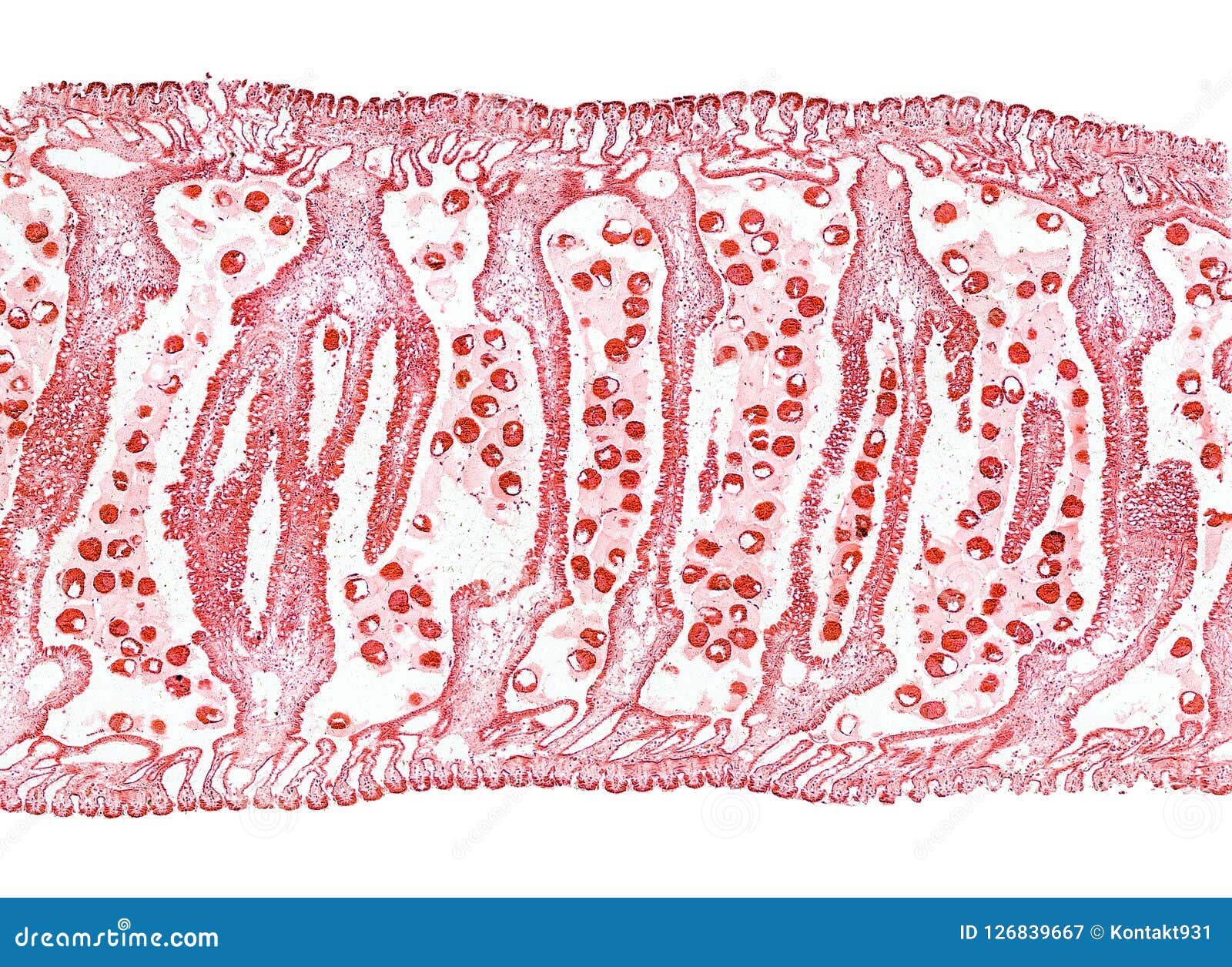 Cross Section Cut Under the Microscope â€“ Microscopic View of Animal ...