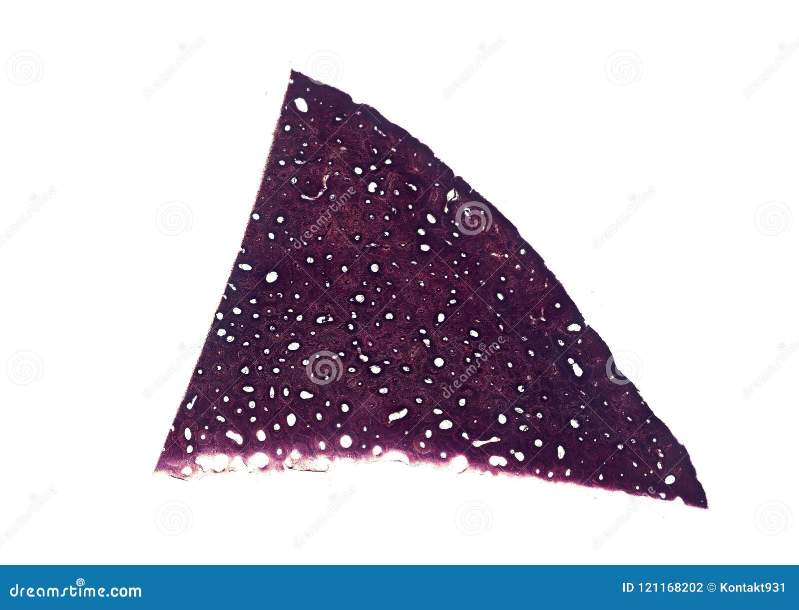 Cross Section Cut Under the Microscope â€“ Microscopic View of Animal ...