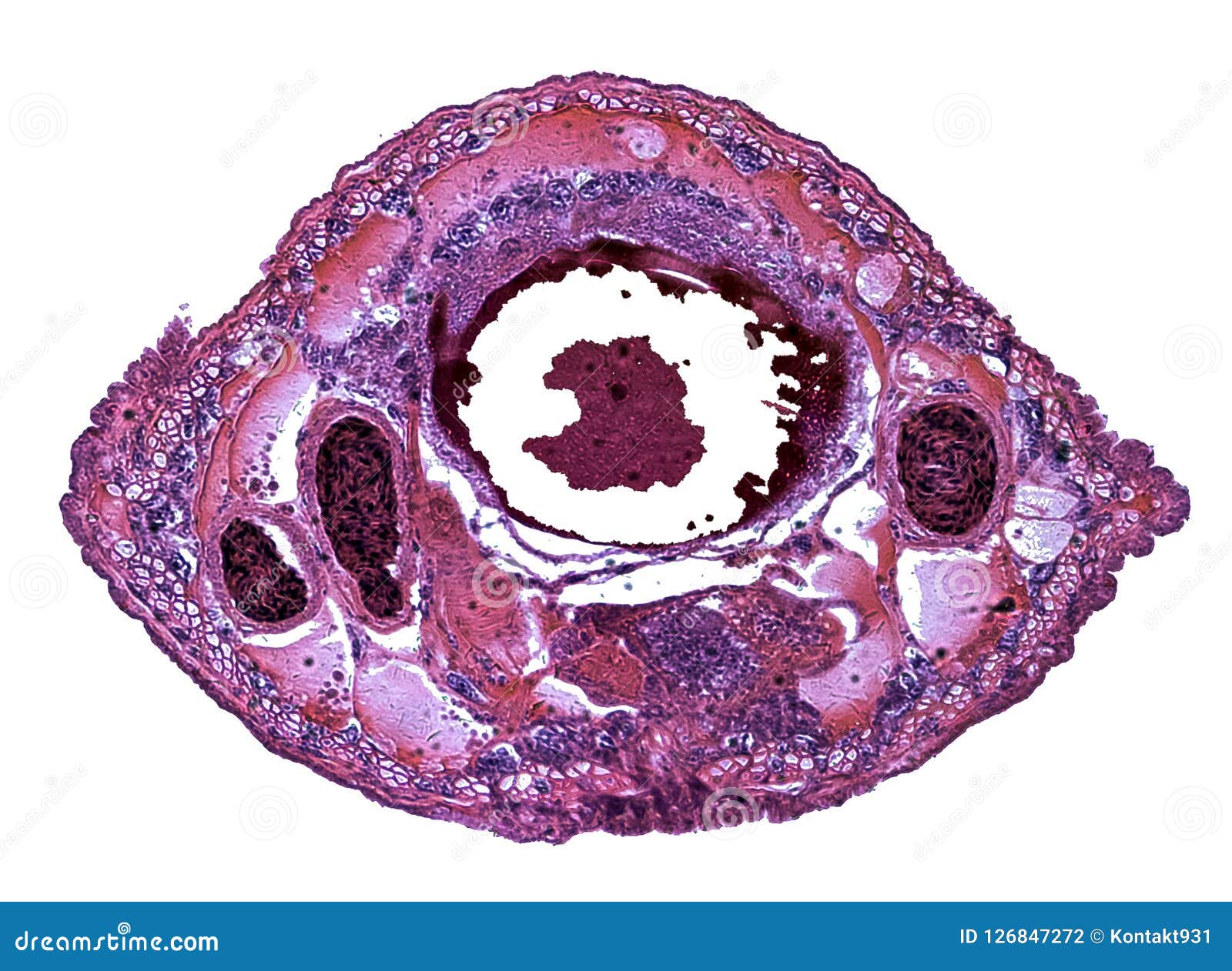 Cross Section Cut Under the Microscope â€“ Microscopic View of Animal ...