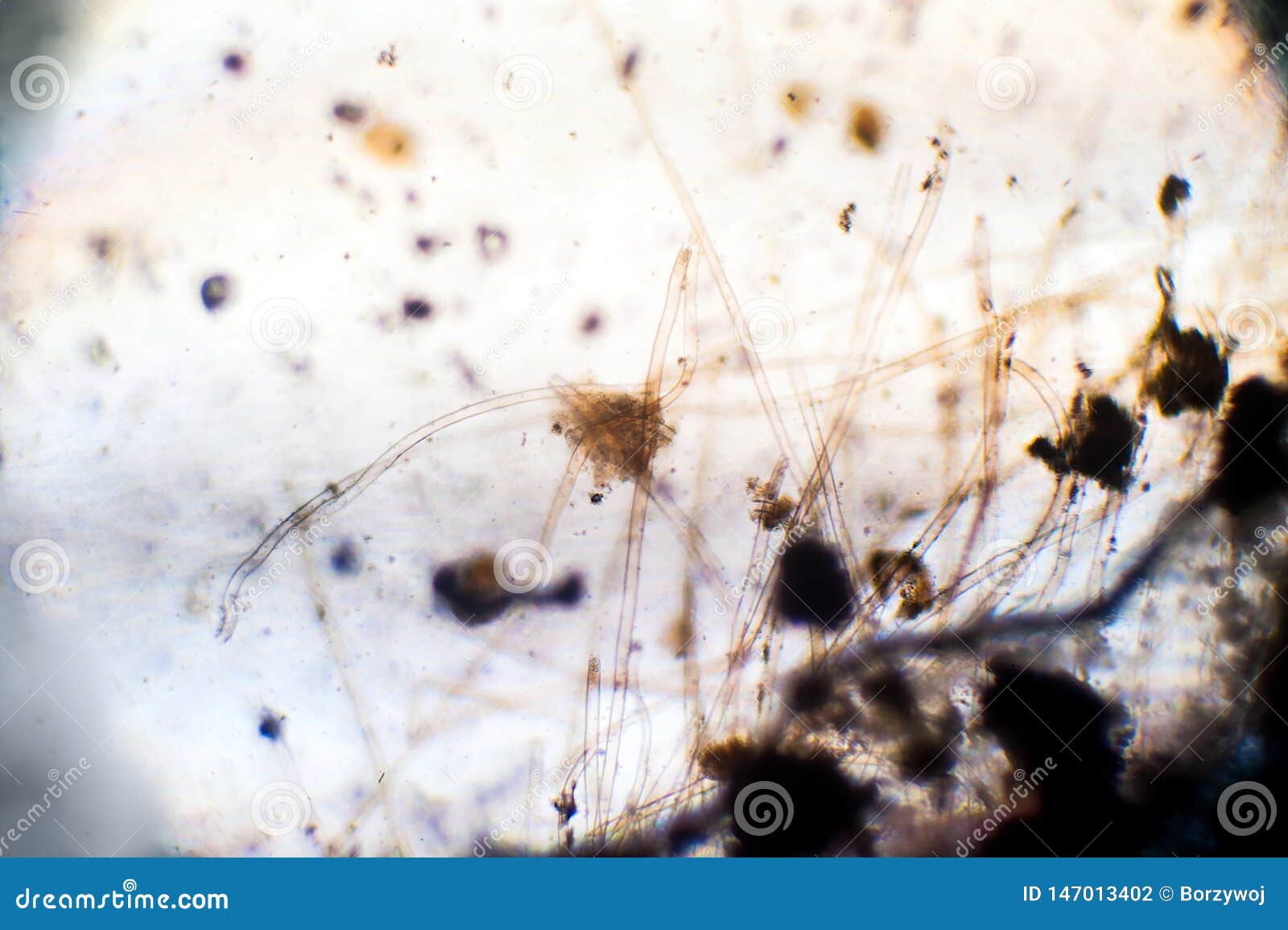 Mold Hyphae