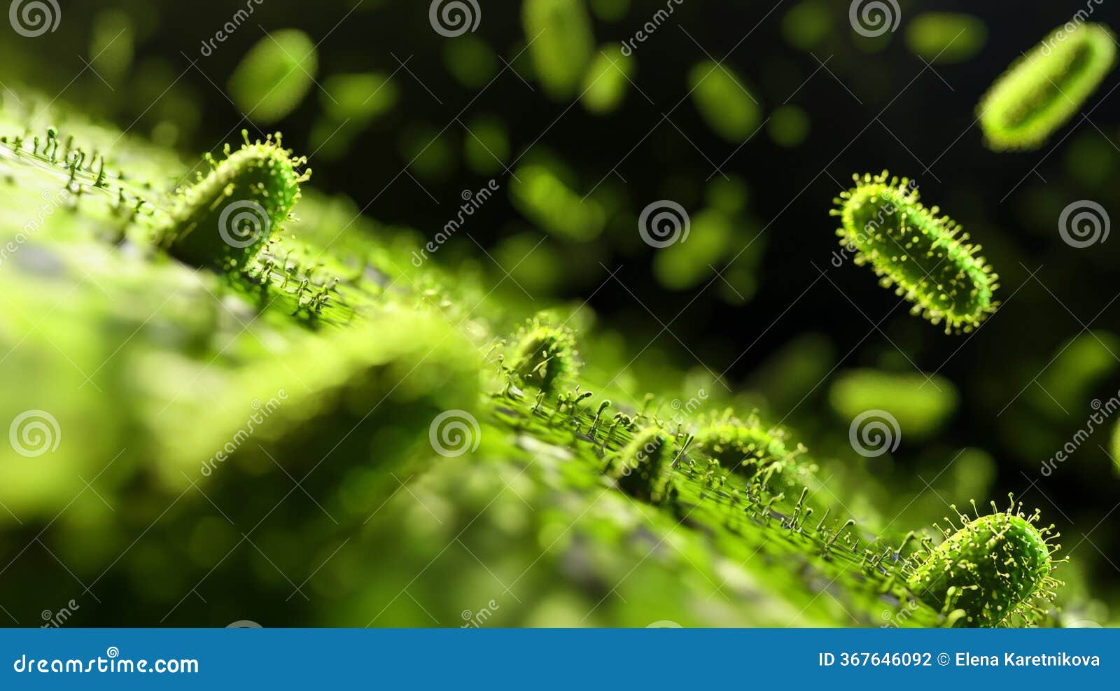 Microscopic View Of Bacteria Multiplying And Spreading On A Surface ...