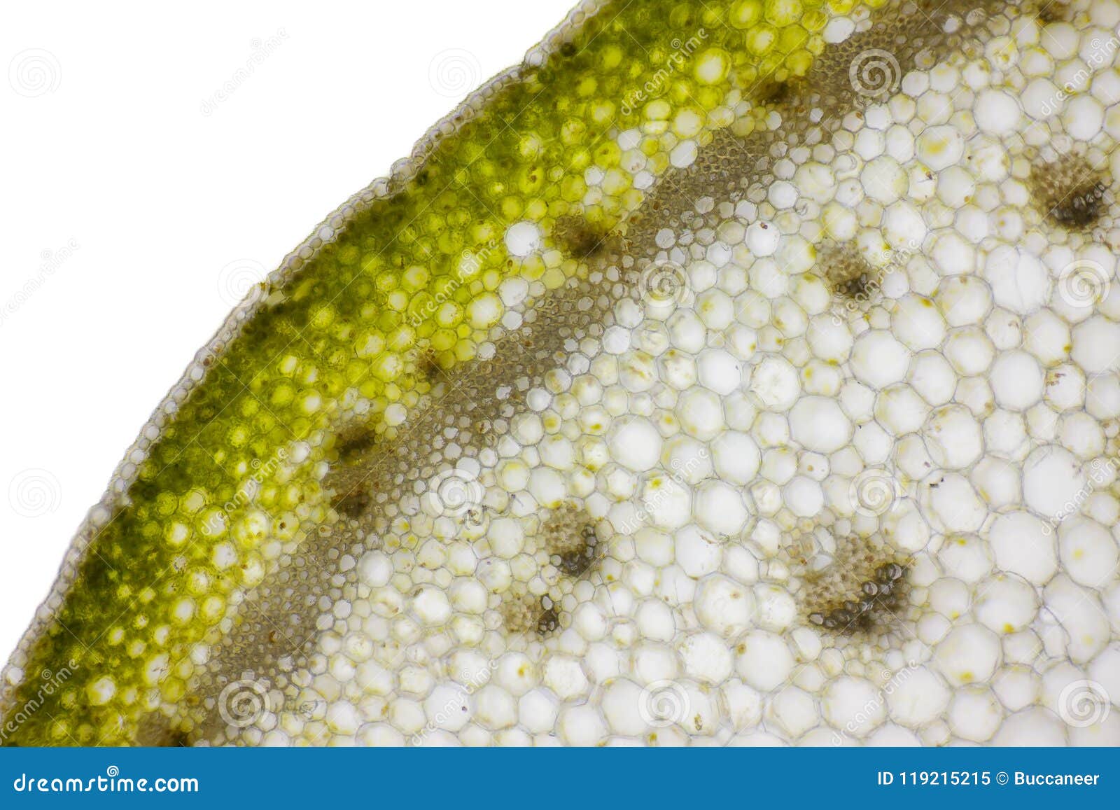 Microscopic View of Bearded Iris Iris, X Germanica Plant Stem Stock ...
