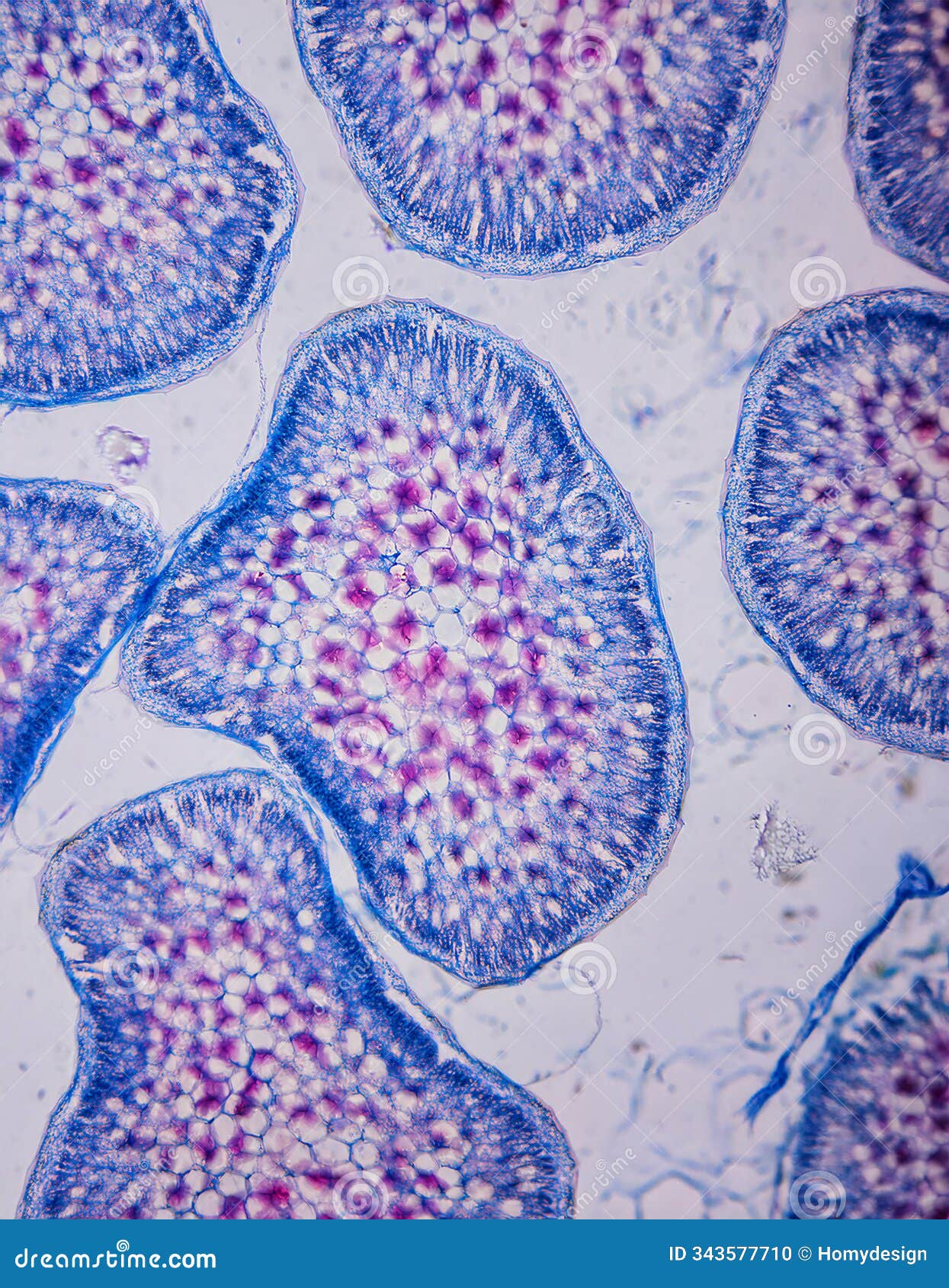 Microscopic View of a Biological Sample with Various Cells and ...