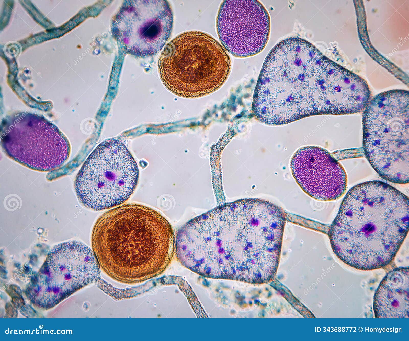Microscopic View of a Biological Sample with Various Cells and ...