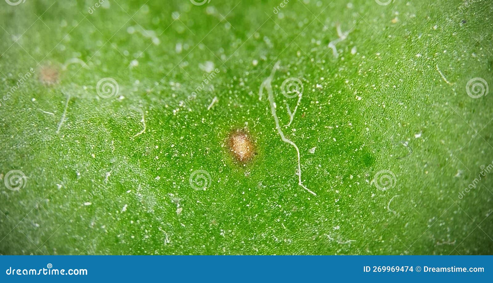 View Through Microscope At In Vitro Fertilization Process Royalty-Free ...