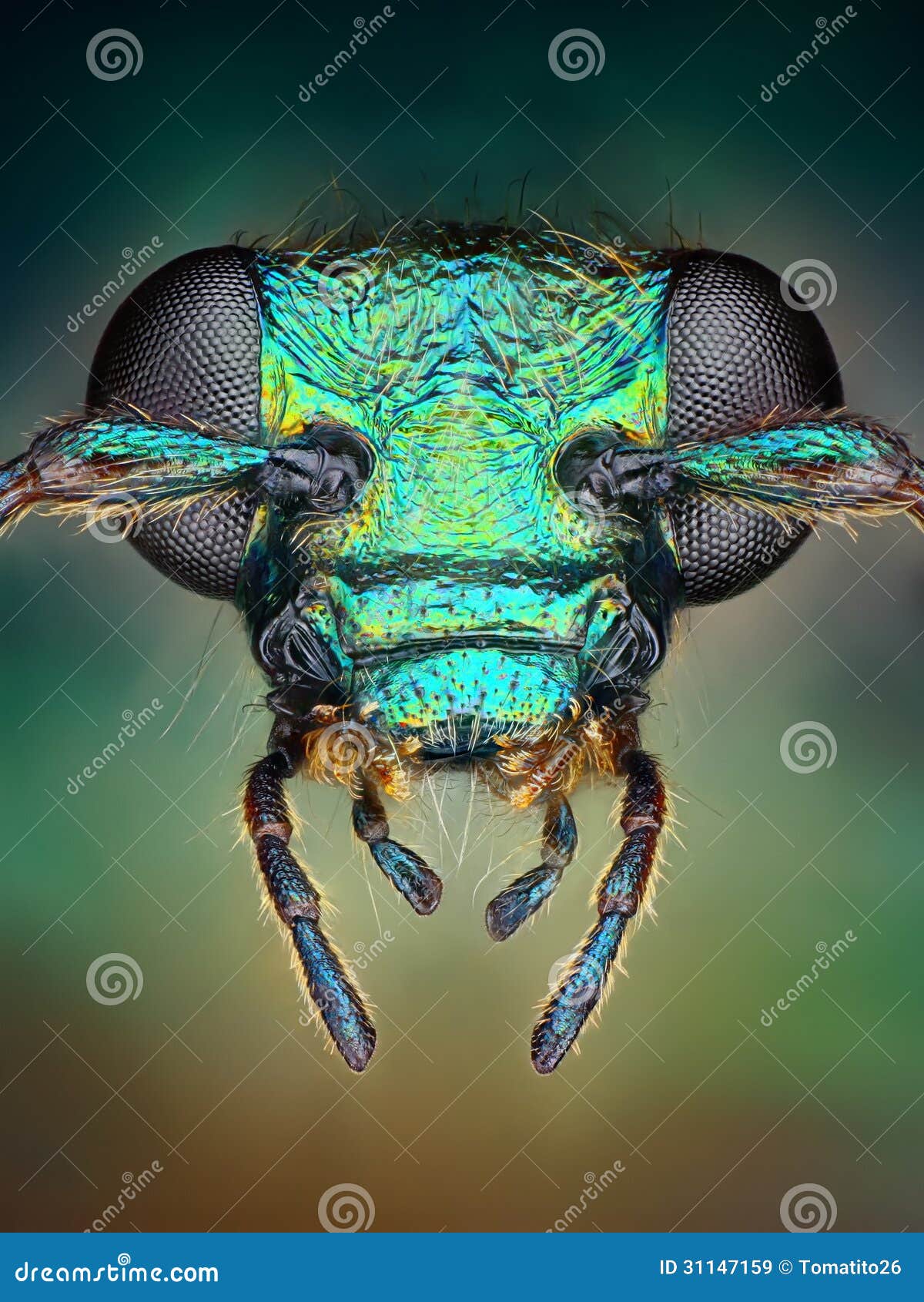 30,373 Bug Head Photos - Free & Royalty-Free Stock Photos from Dreamstime