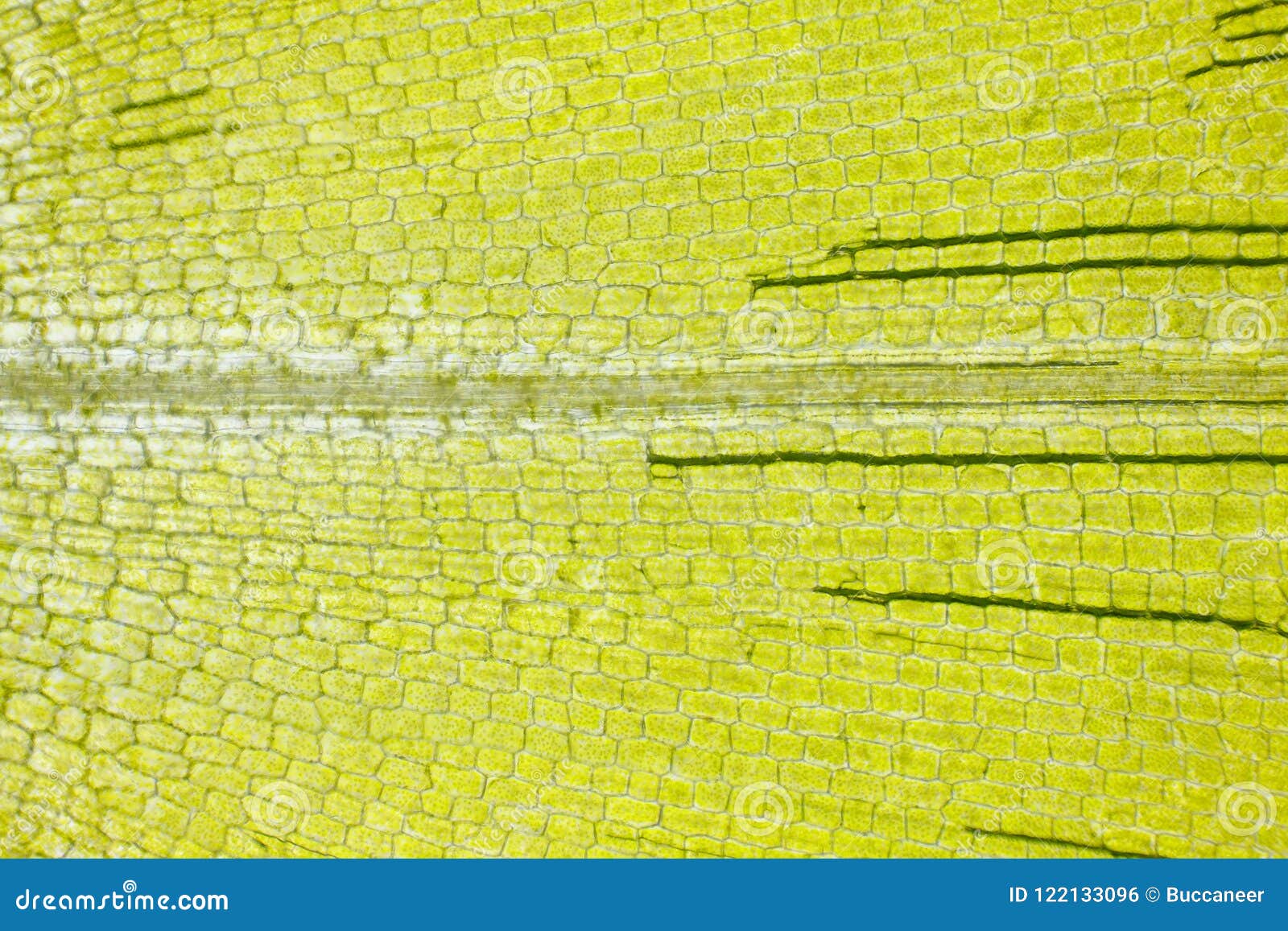 Microscopic View of Canadian Waterweed Elodea Canadensis Leaf Stock ...
