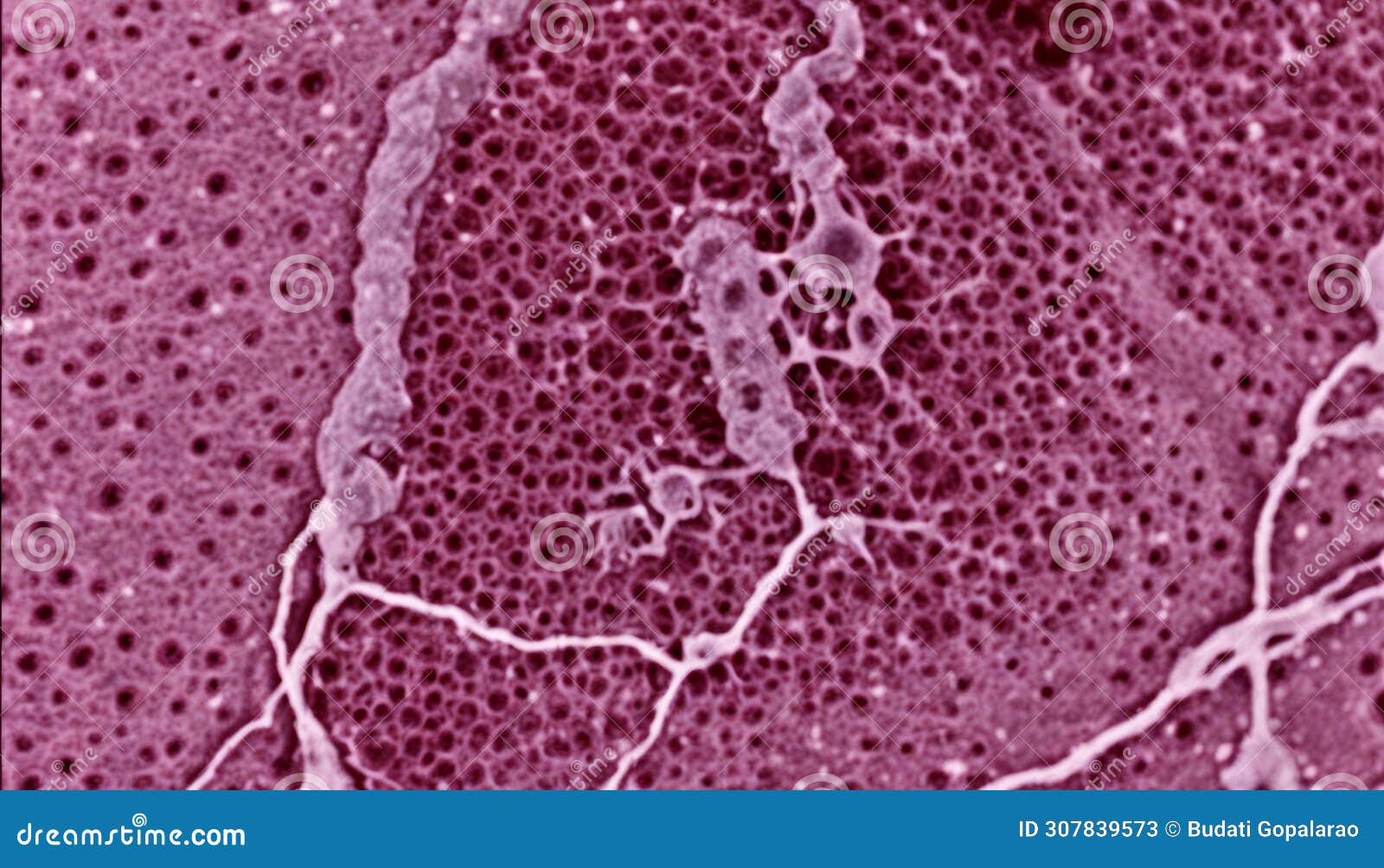 Microscopic View of a Cell Membrane with Lipid Bilayer and Proteins ...