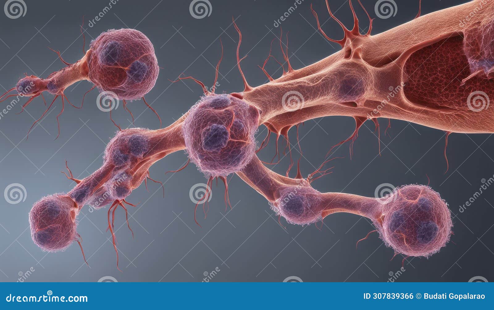 Microscopic View of a Cell with Multiple Nuclei, Illustrating Cellular ...