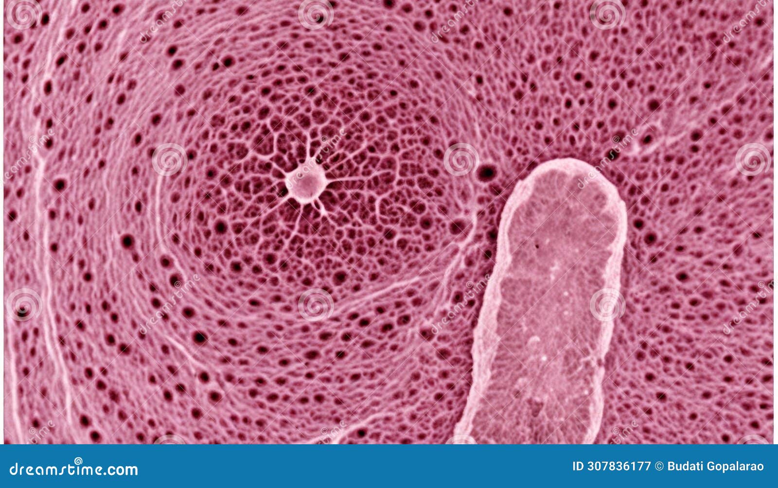 Pink Mitochondria Network In BlueStained Mesenchymal Stem Cells A ...